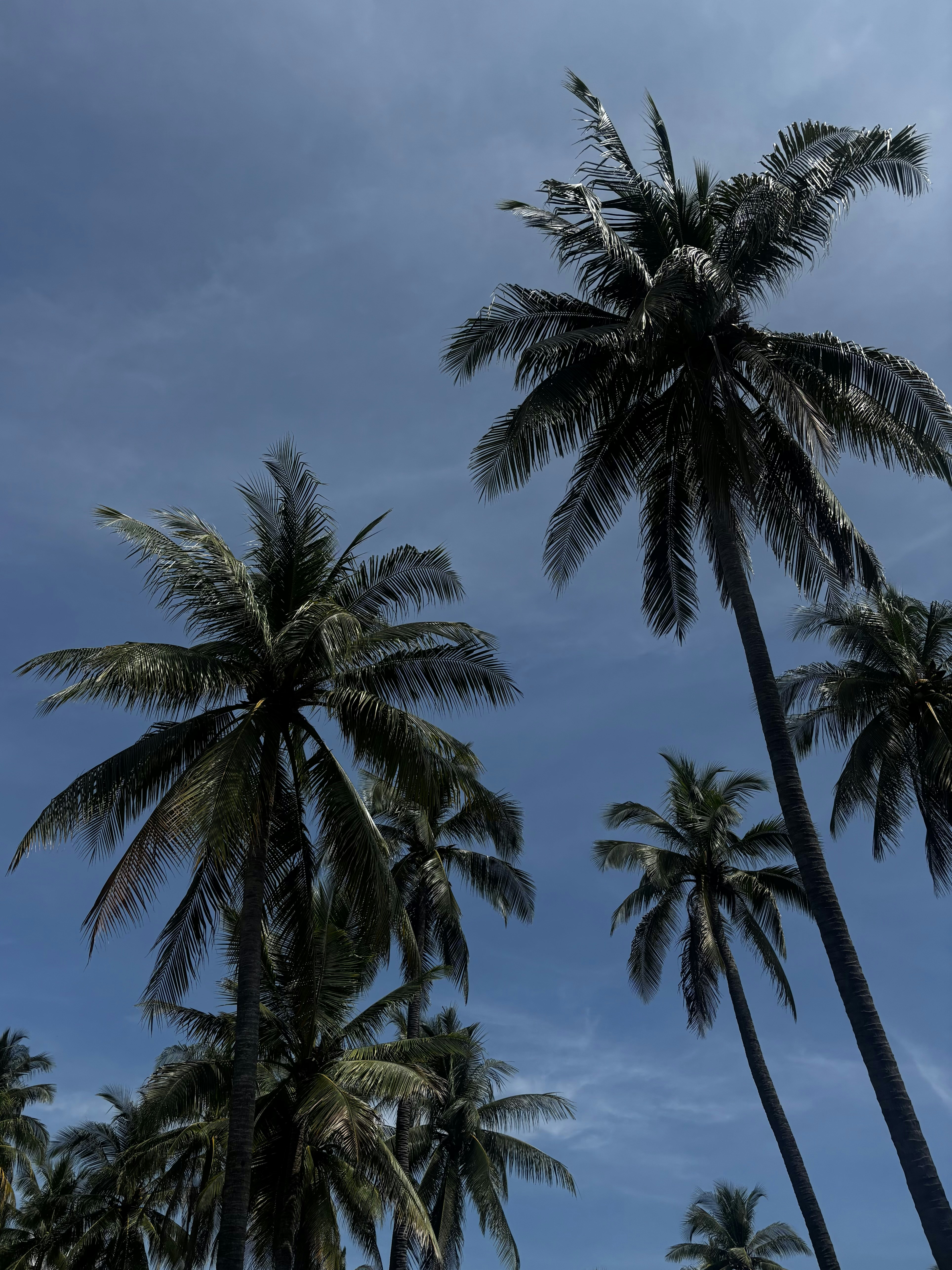 Tall palm trees against a clear blue sky
