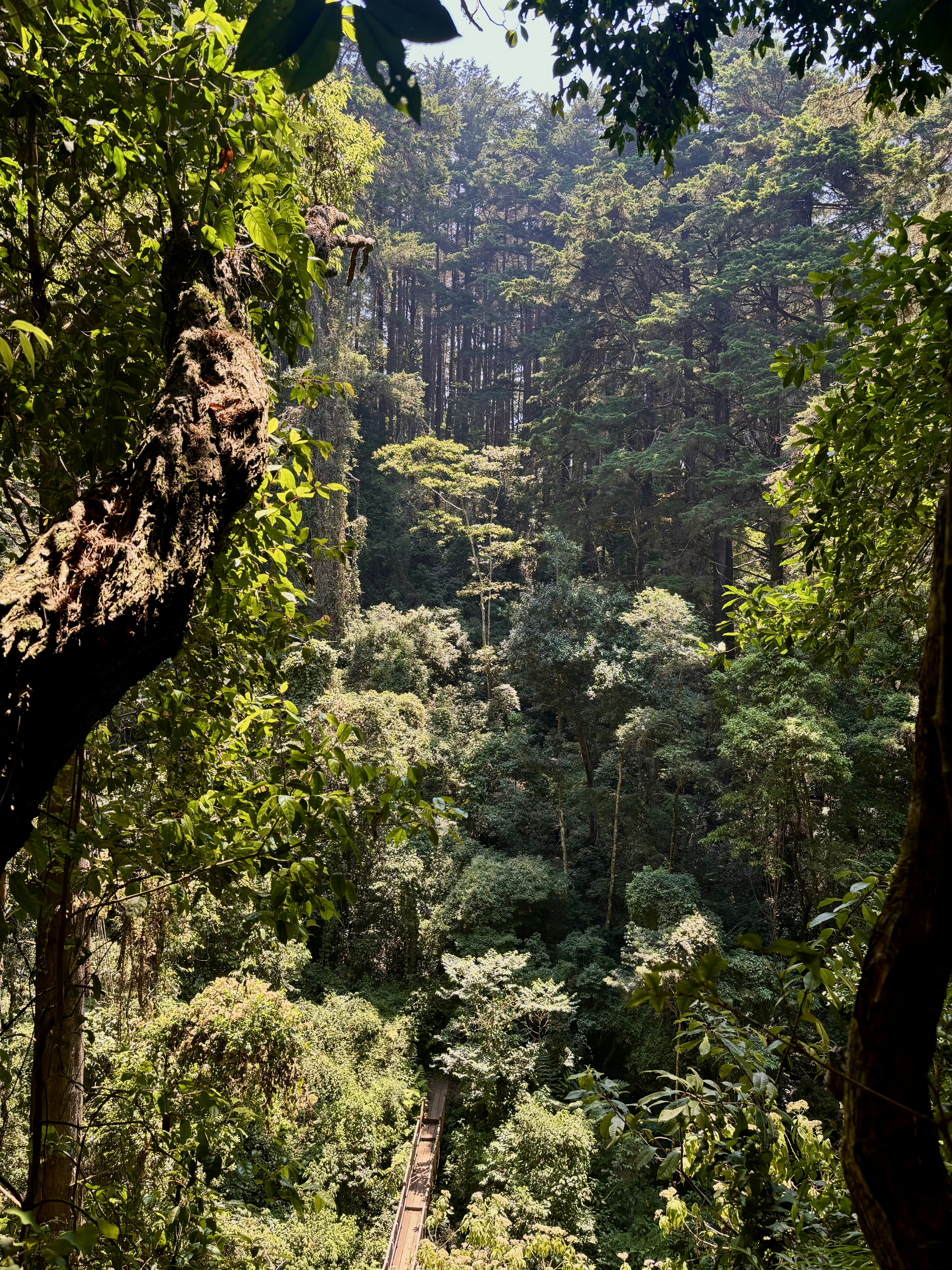 Lush green forest canopy with tall trees and sunlight.