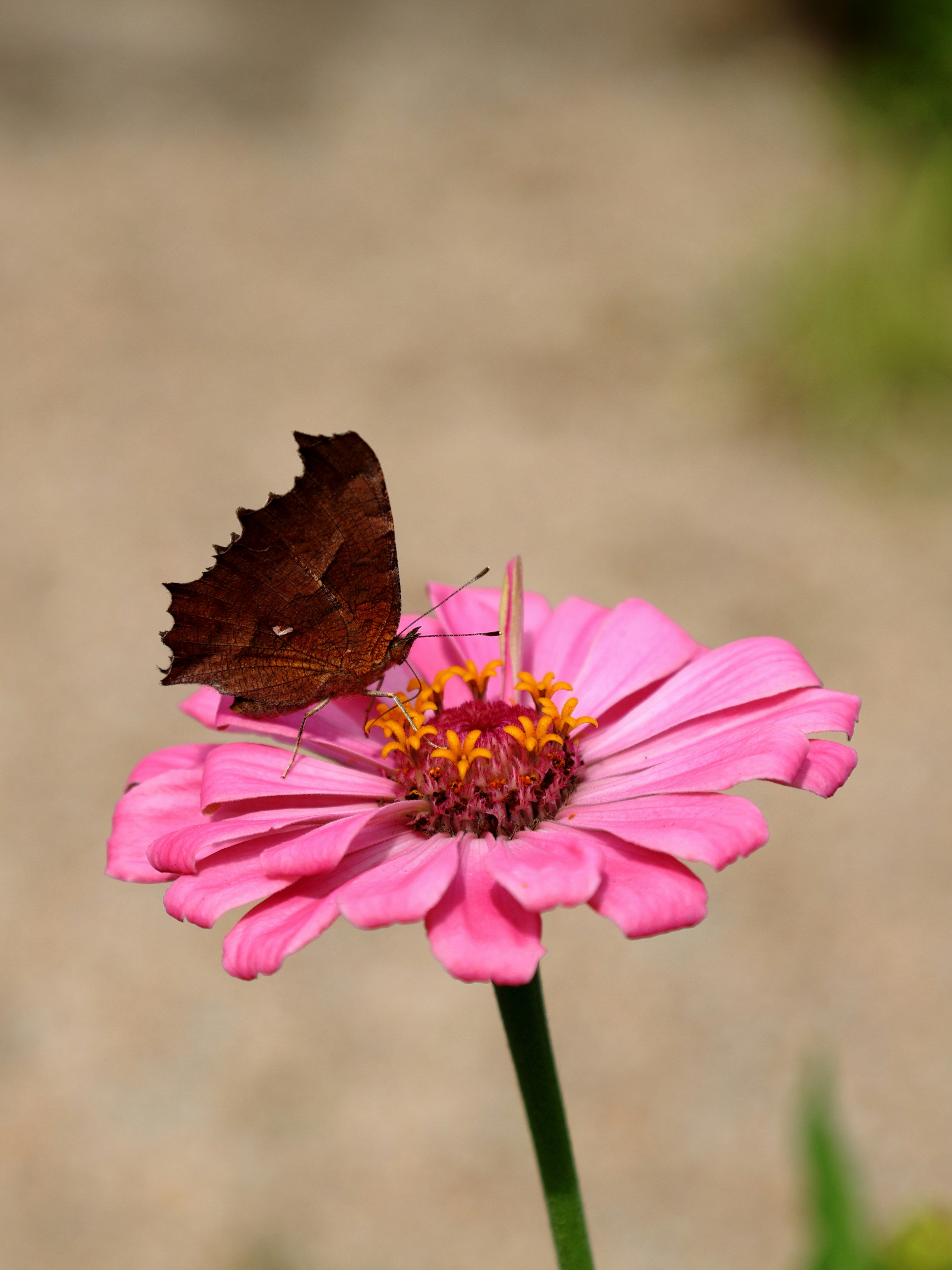 Nature's Delicate Dance: A Butterfly's Embrace