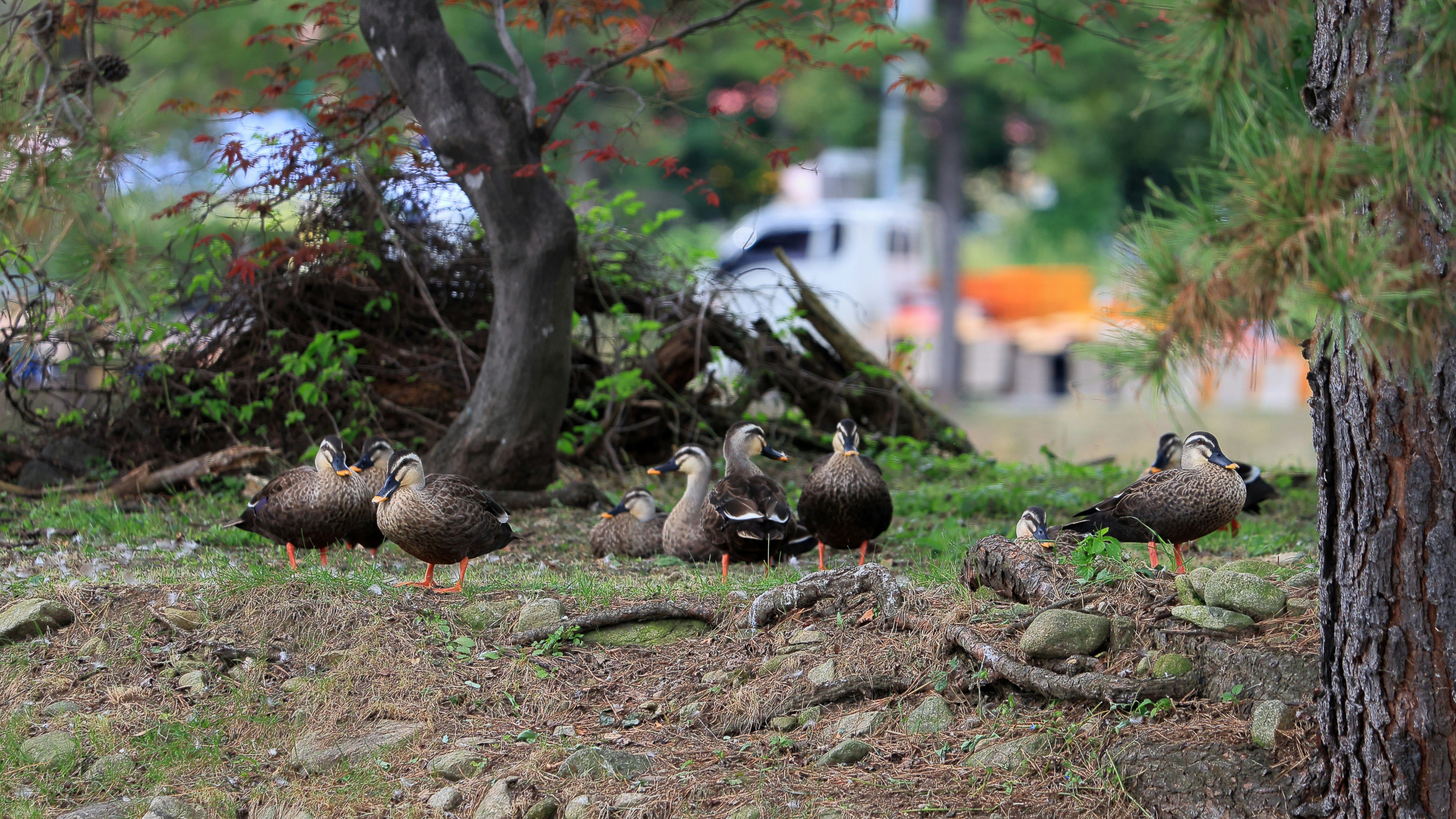 Harmony in the Wild: A Gathering of Ducks