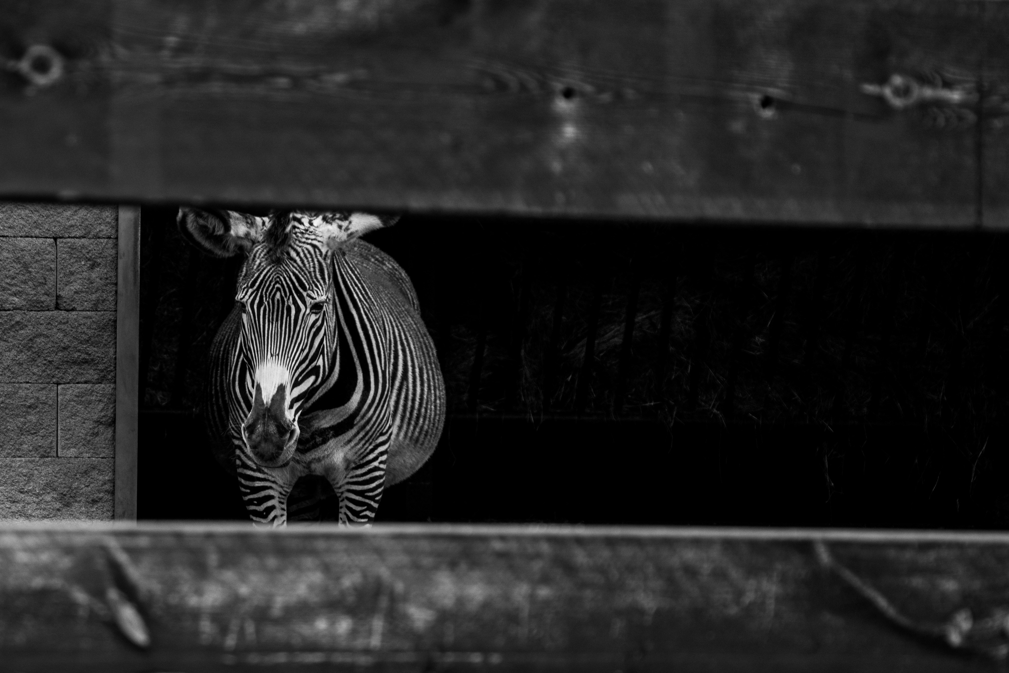 A zebra peeks through a wooden fence opening.
