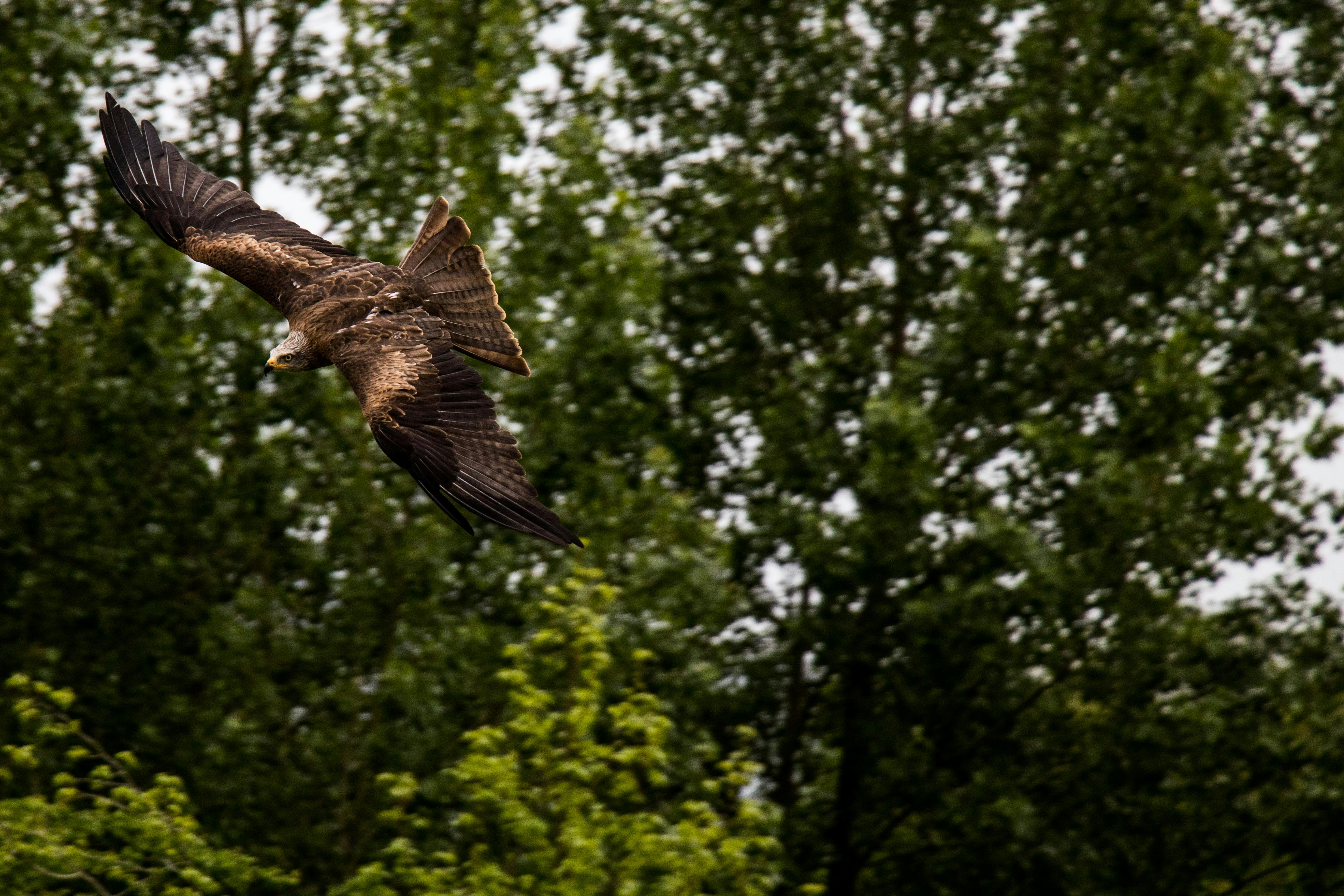 A bird of prey soars through green trees.