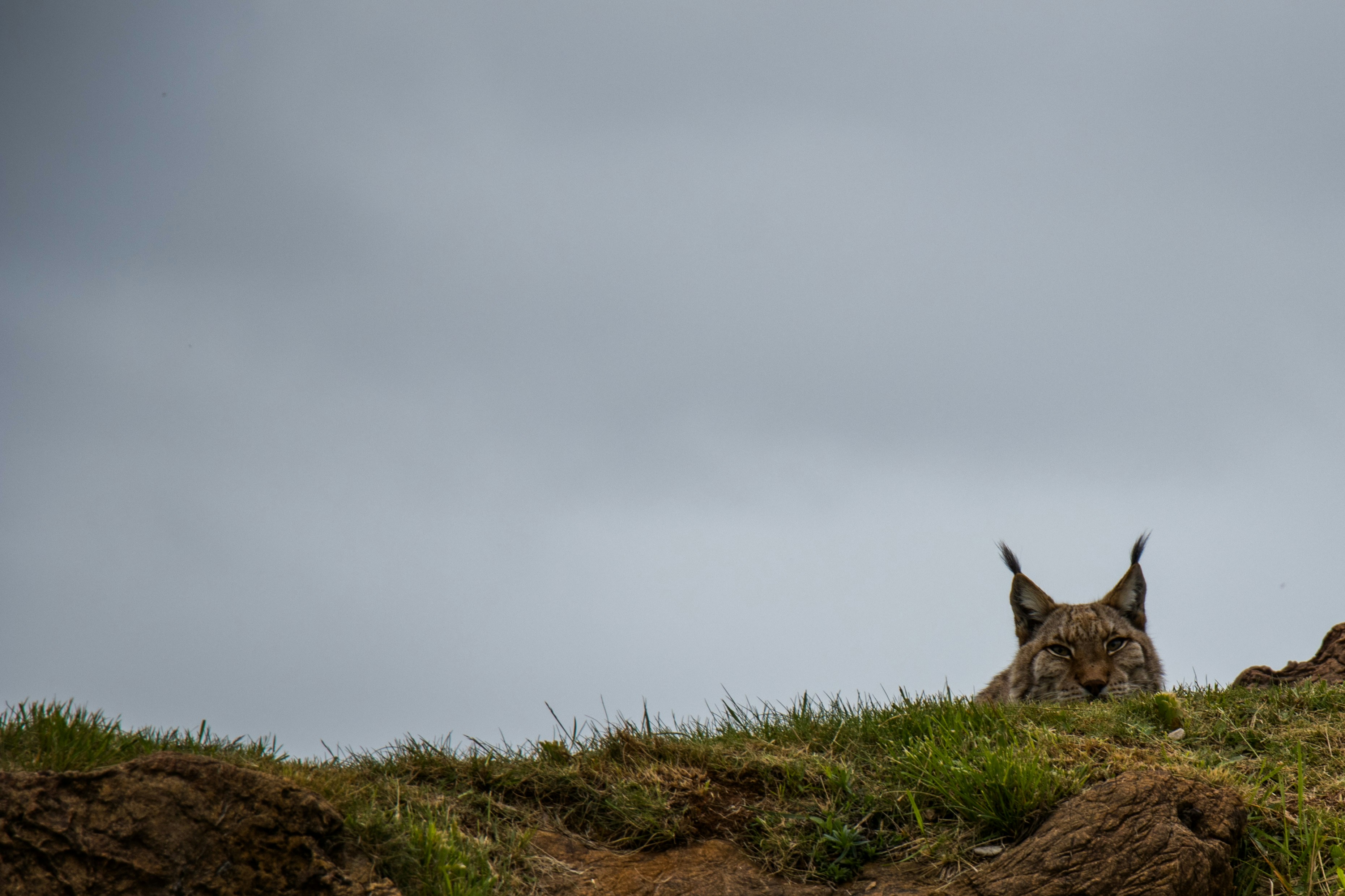 A lynx peers over a grassy hill, its keen eyes surveying the landscape beneath a moody sky.