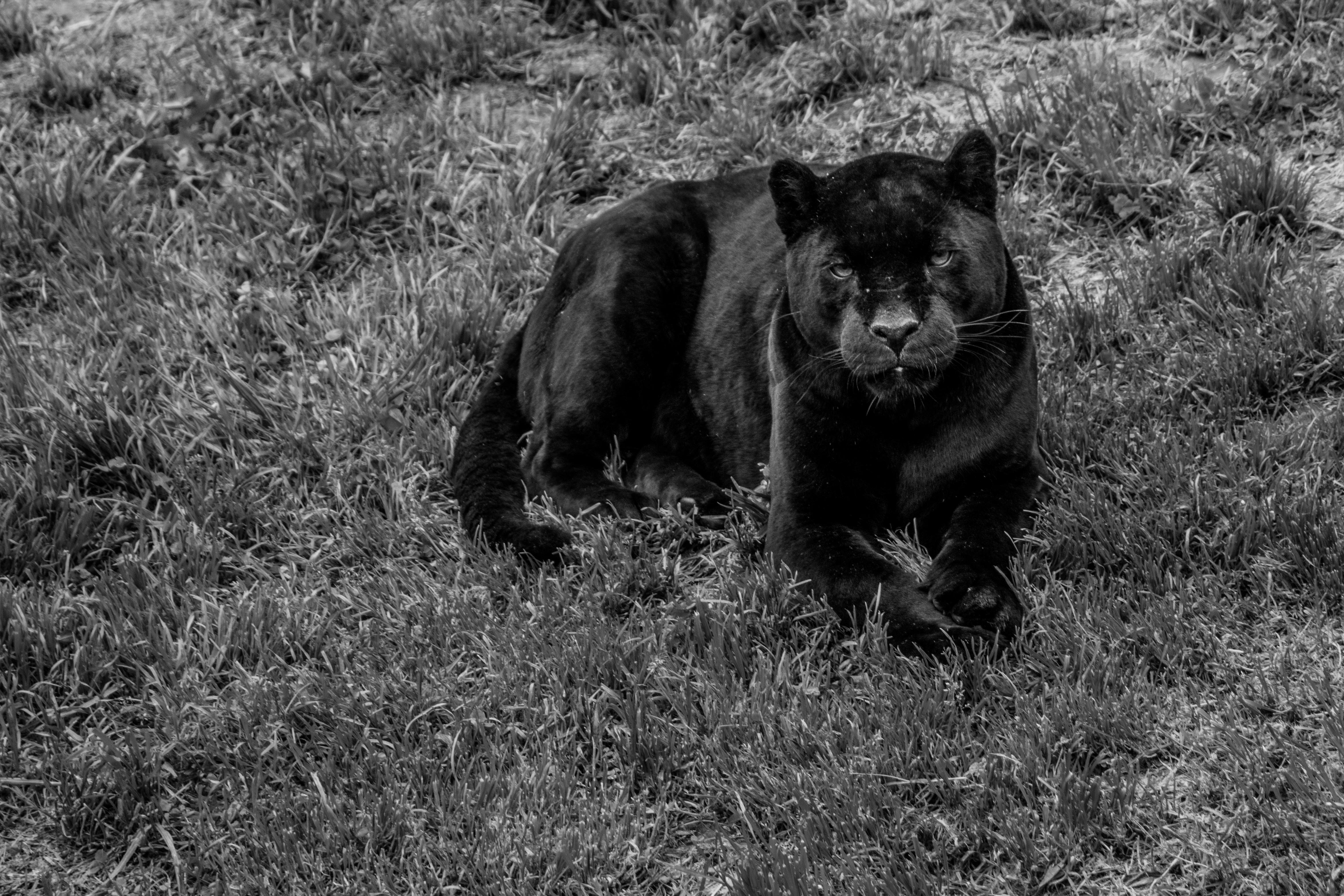 The Shadowed Sentinel of the Grasslands