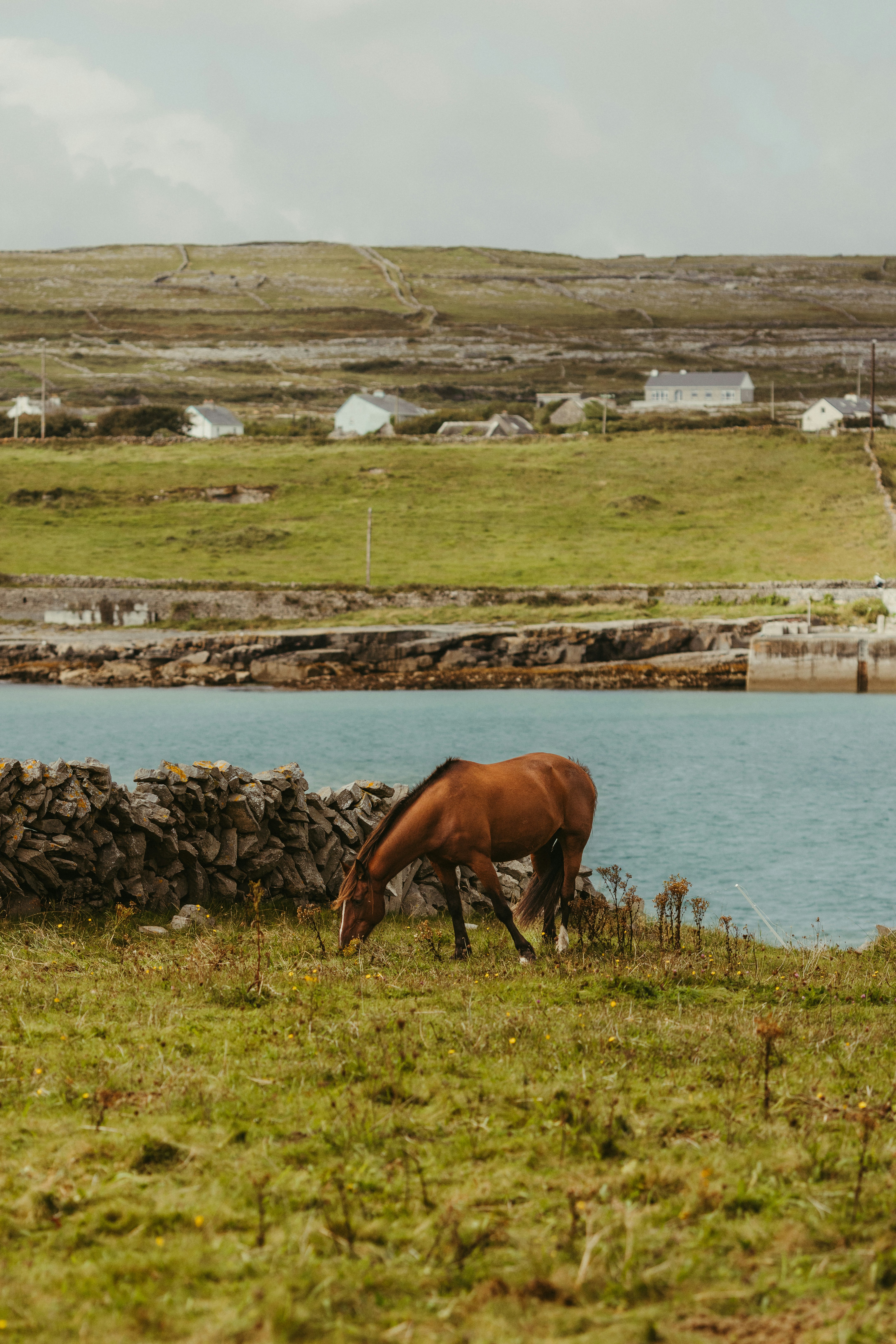 Equine Serenity Amidst Coastal Tranquility