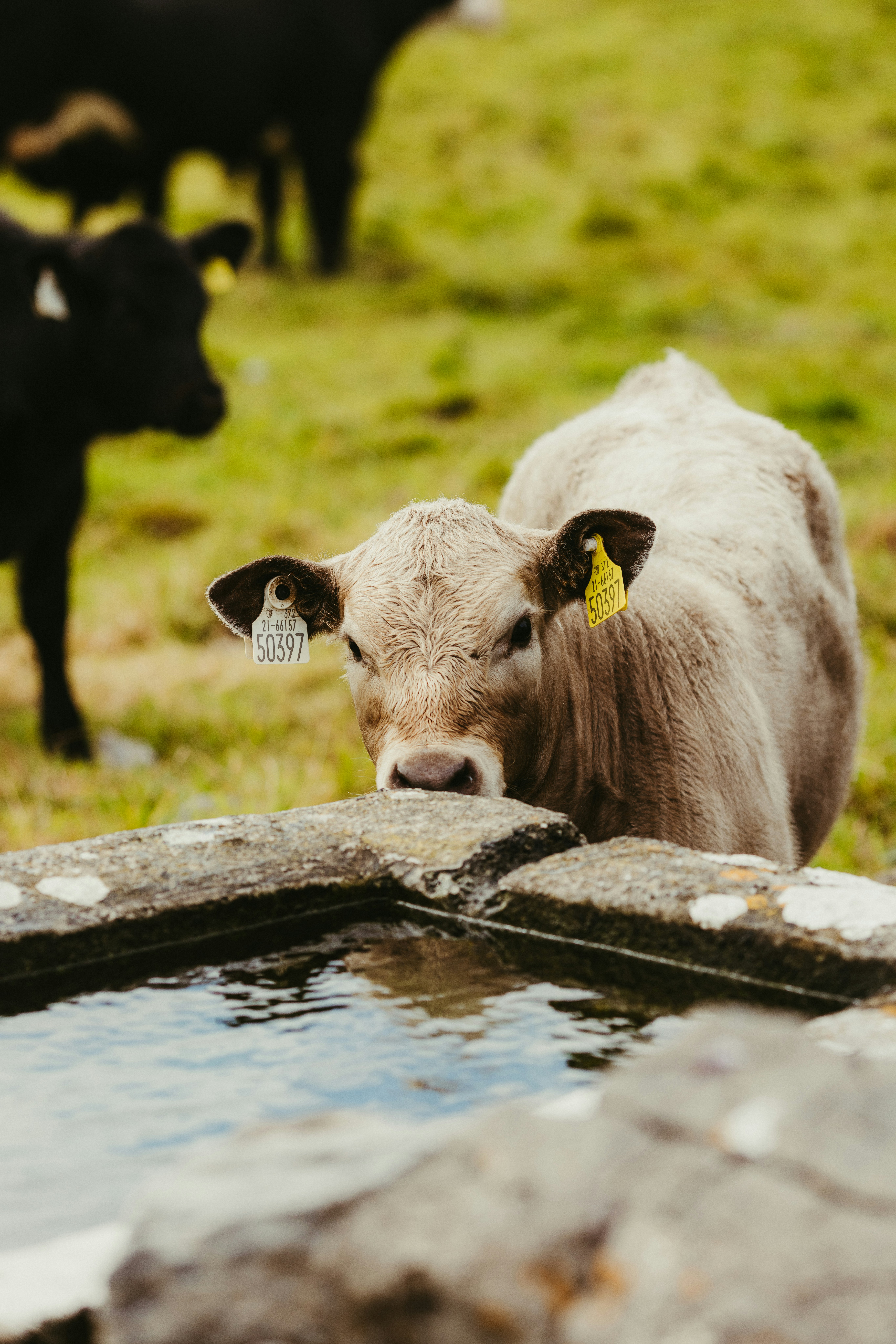 A Moment of Reflection: The Curious Calf