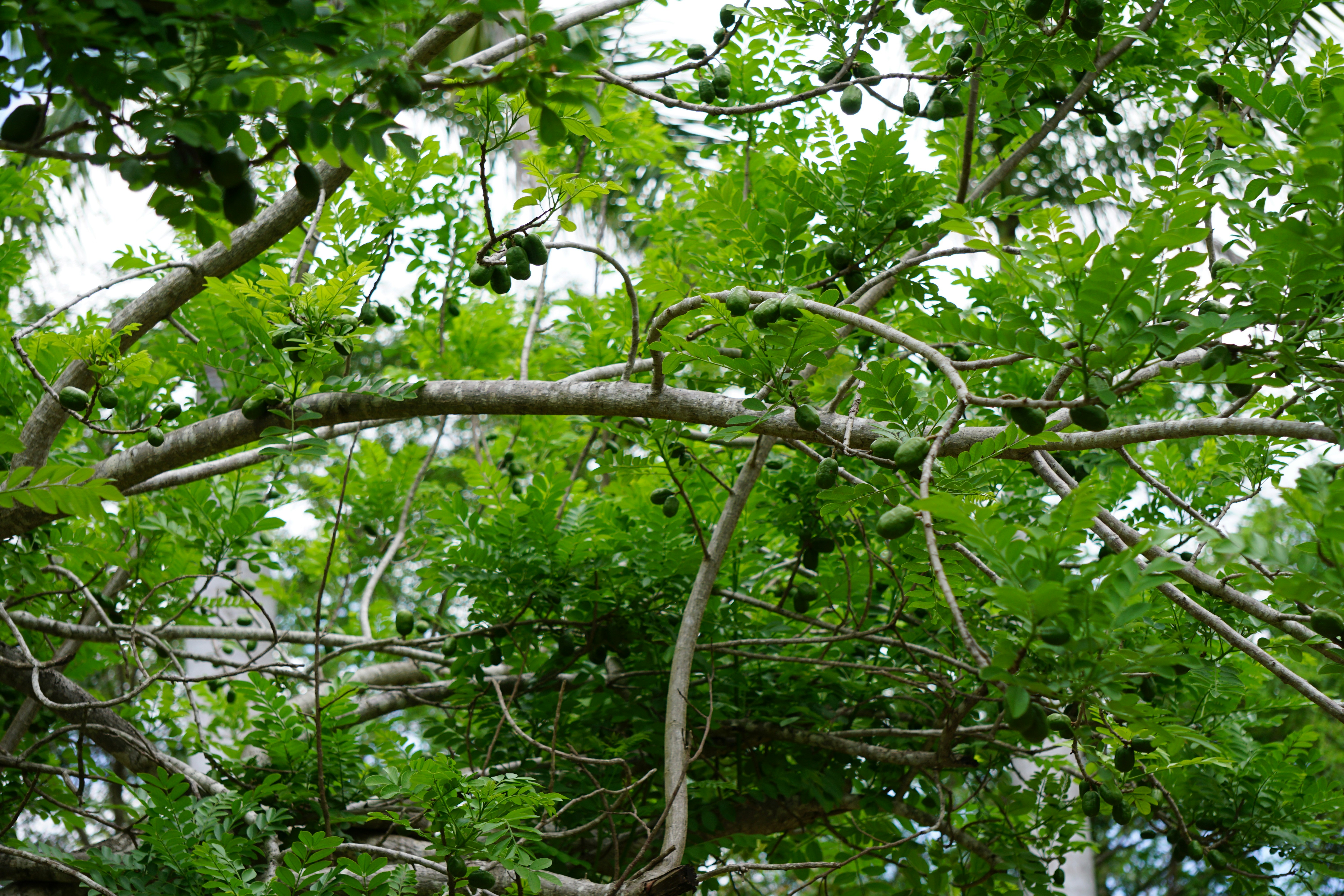 Verdant Canopy: Nature's Intricate Web
