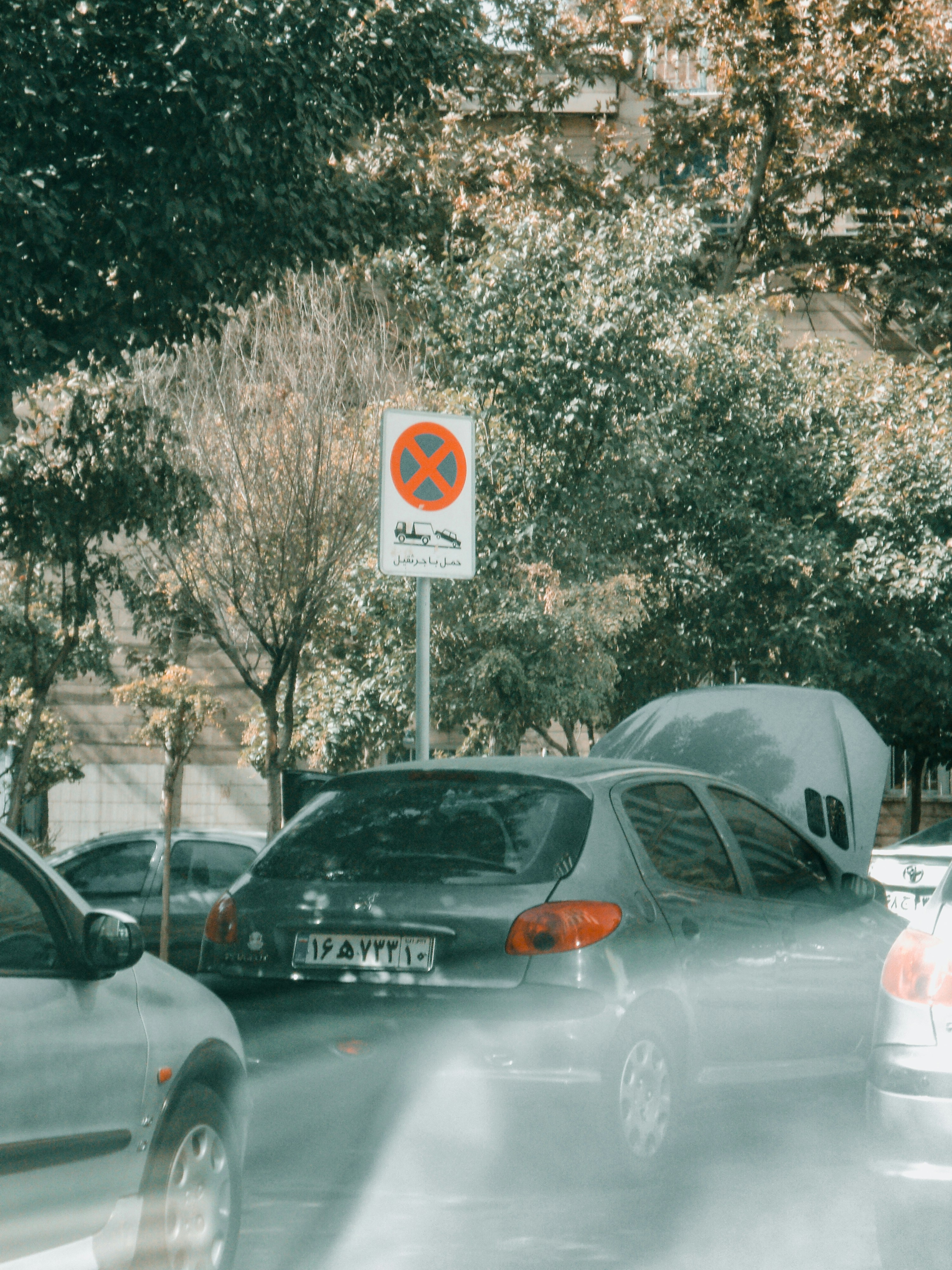 Towing Zone: A modern urban threat. | Cars parked under trees with a no parking sign.