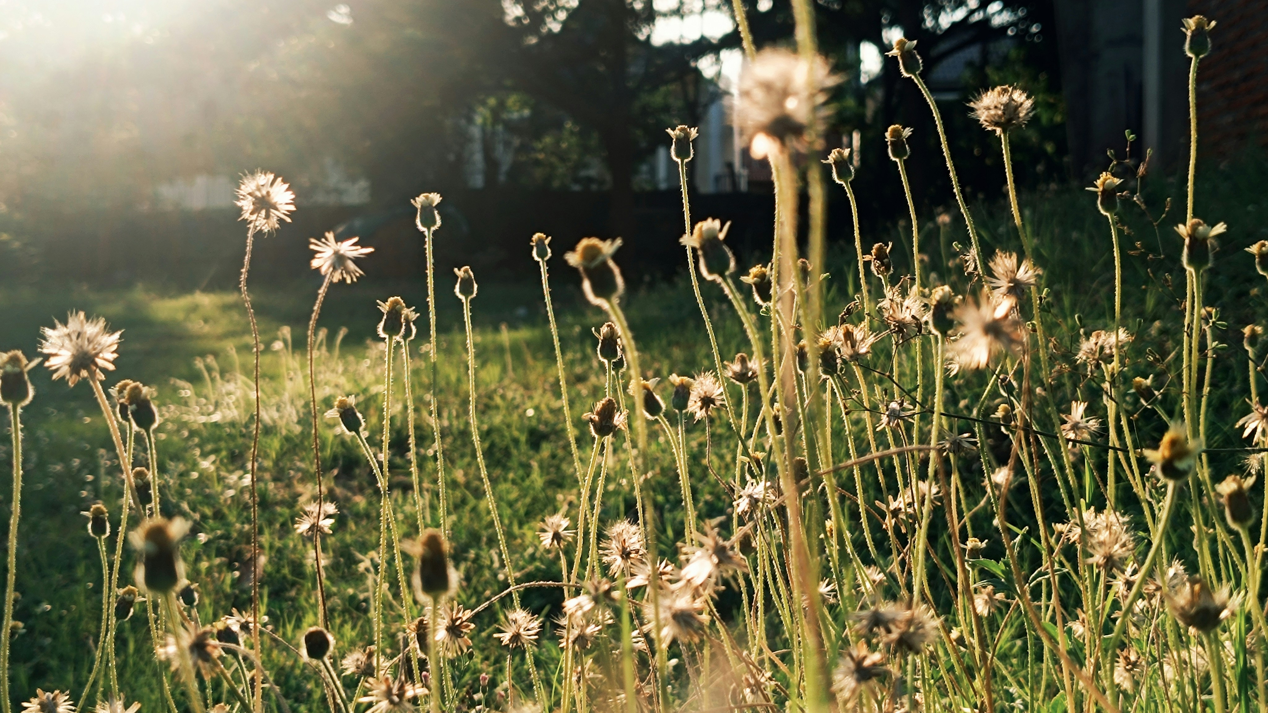 Wildflowers in soft morning sunlight
