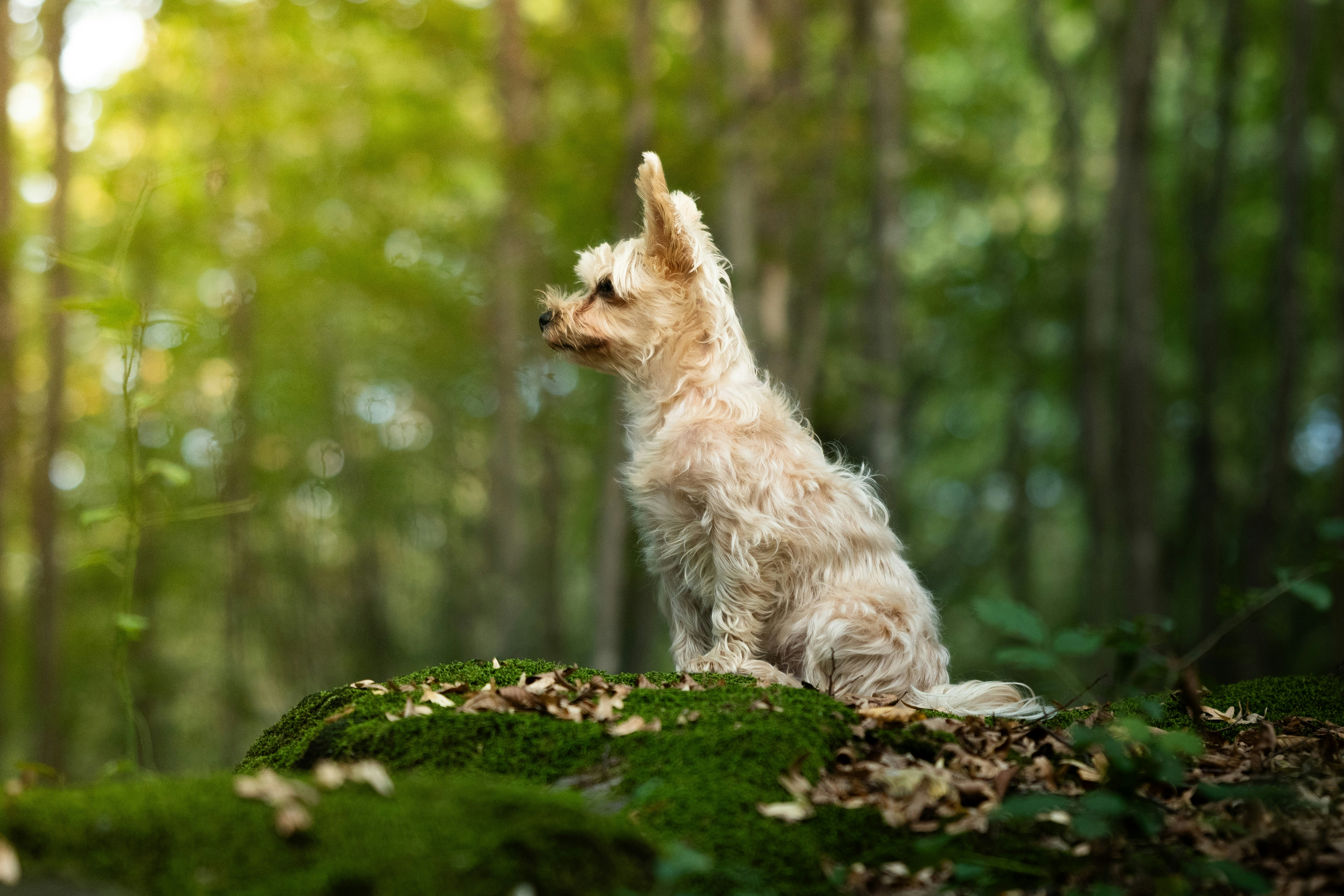 Sunlit Terrier on a Mossy Forest Stage