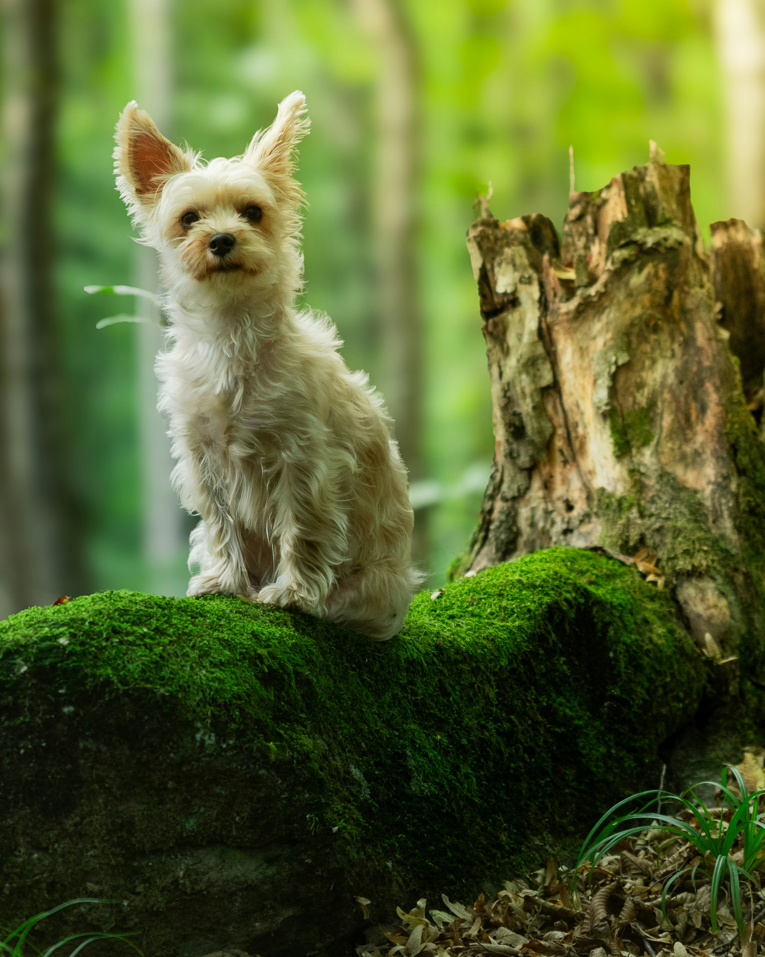 Mossy Perch: A Curious Terrier on a Forest Log