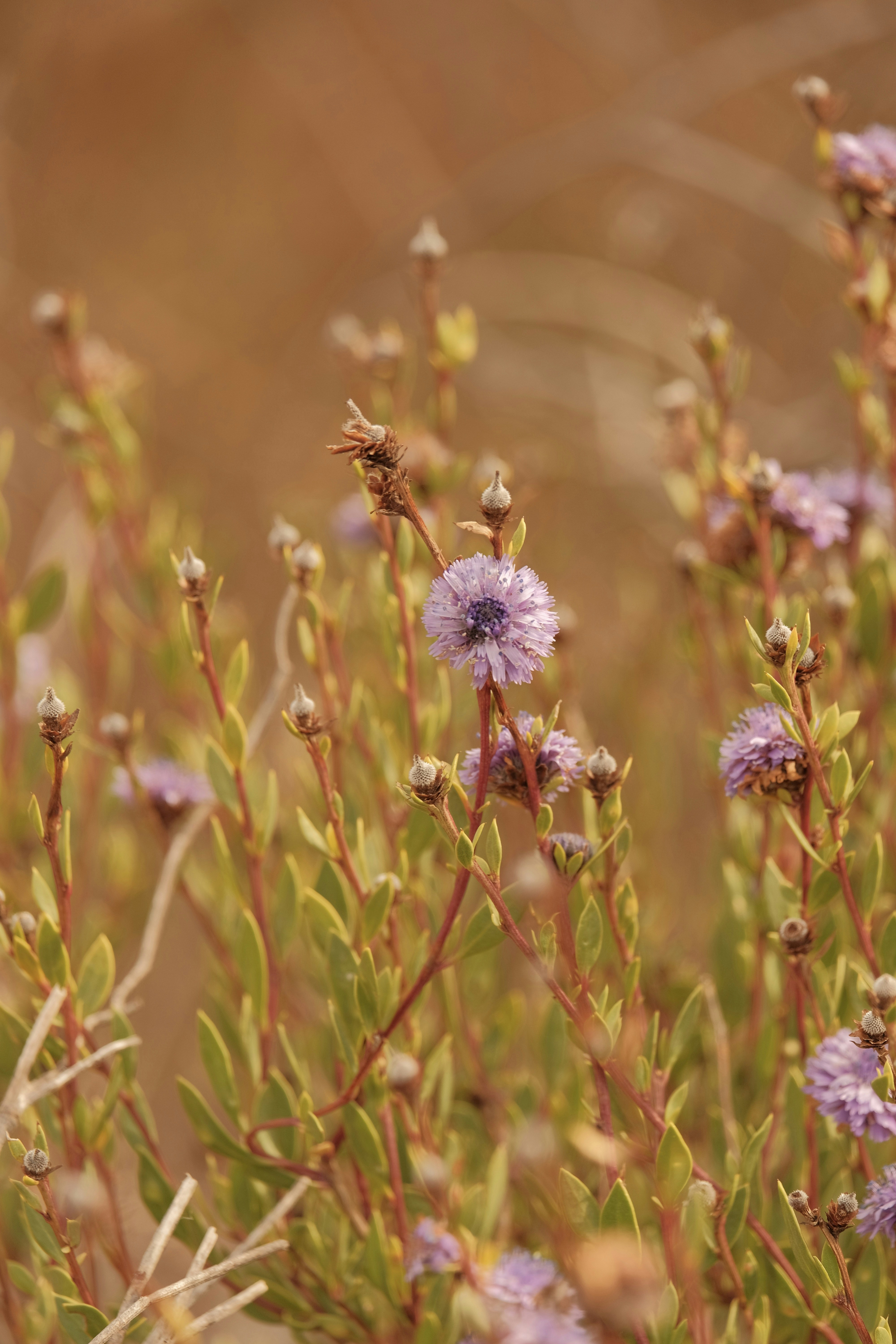 Delicate purple wildflowers bloom in a field.