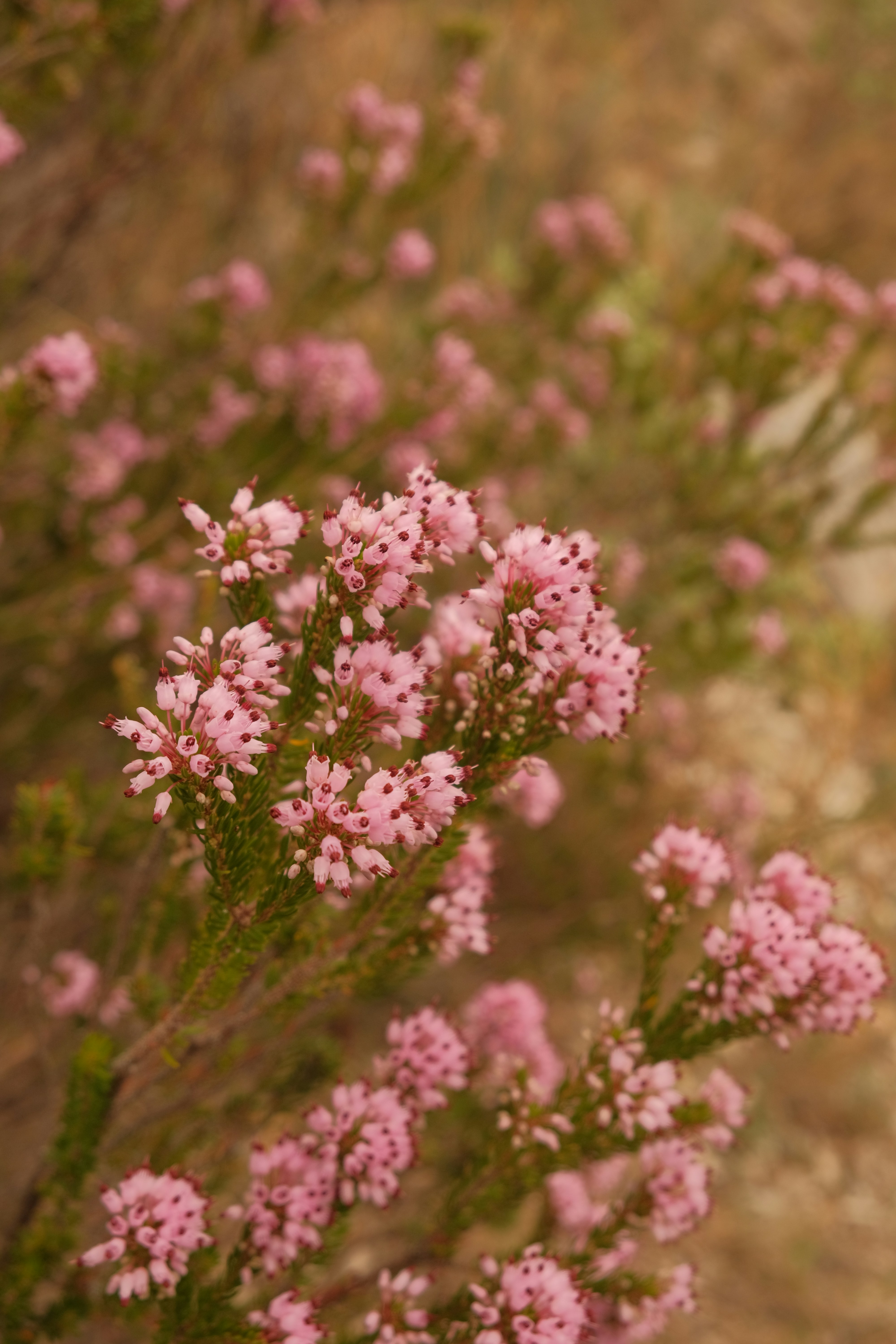 Delicate pink wildflowers bloom on a green bush.