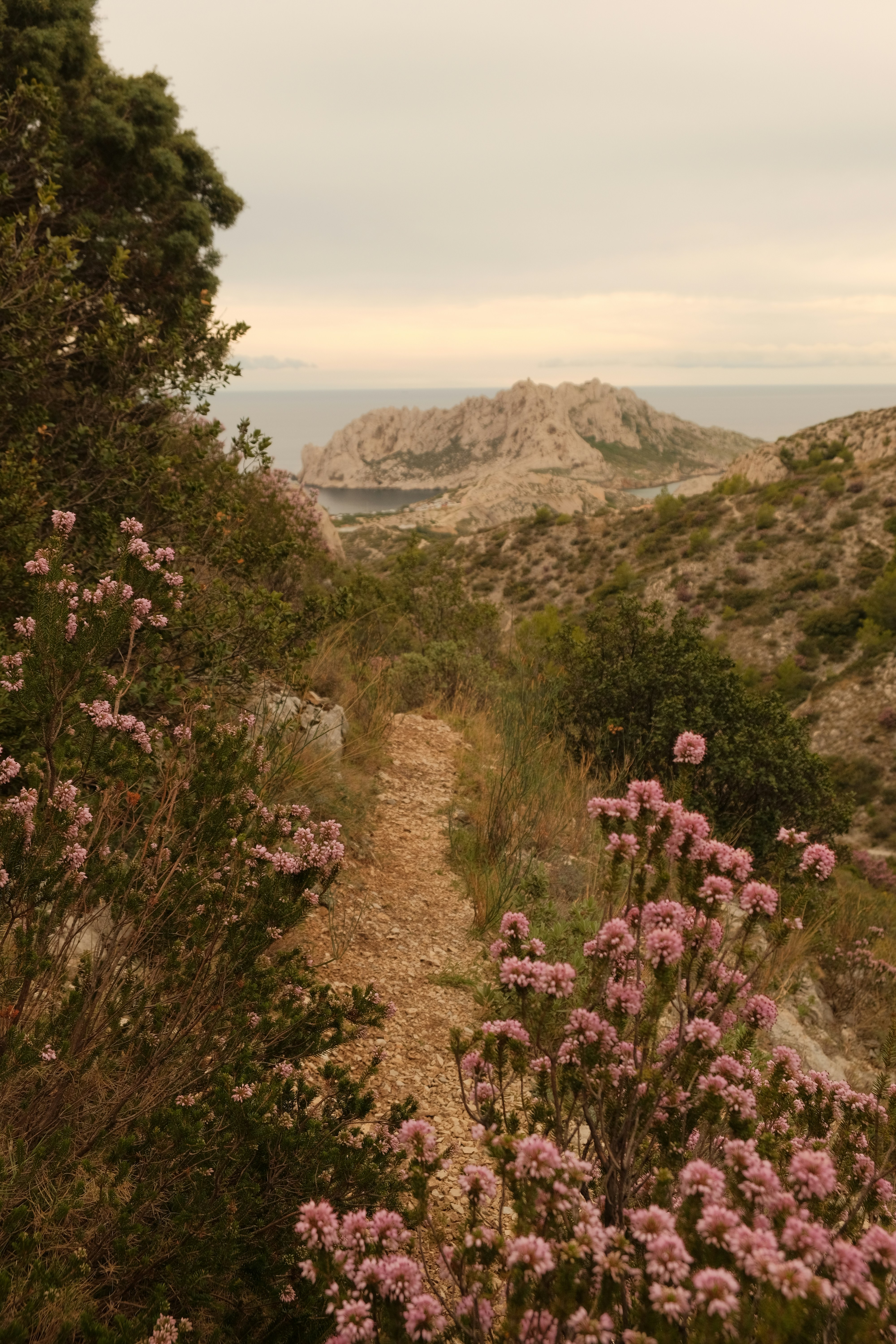 Gorse-lined Path Toward a Quiet Sea