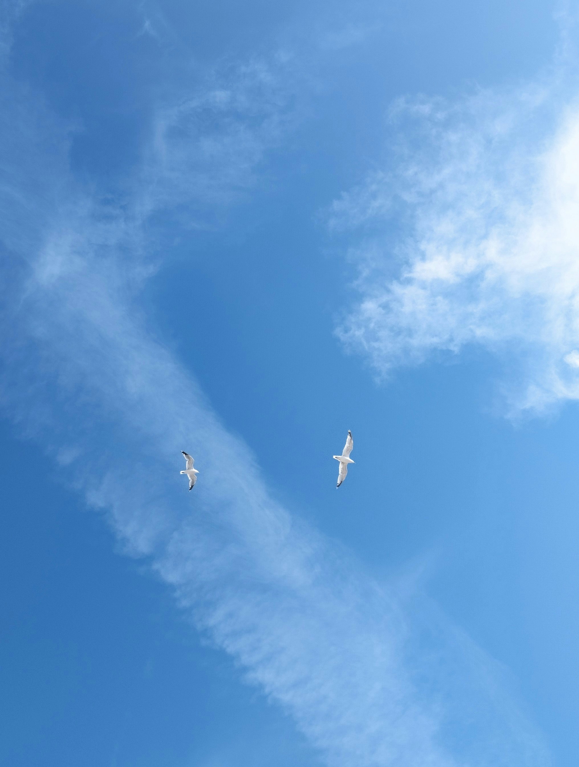 "Deux mouettes en plein vol, suspendues dans l’azur comme des pensées libres. Rencontrées au hasard des vacances, elles tourbillonnaient dans le ciel limpide, dessinant des arabesques invisibles entre les nuages effilés. Leur danse silencieuse, portée par les courants, évoque la joie simple d’exister, de se laisser porter, de partager l’espace sans jamais se heurter. Ce moment fugace, capté entre ciel et mer, devient une offrande de paix et de mouvement — un souffle d’été gravé dans la lumière." | Two seagulls flying in a clear blue sky.