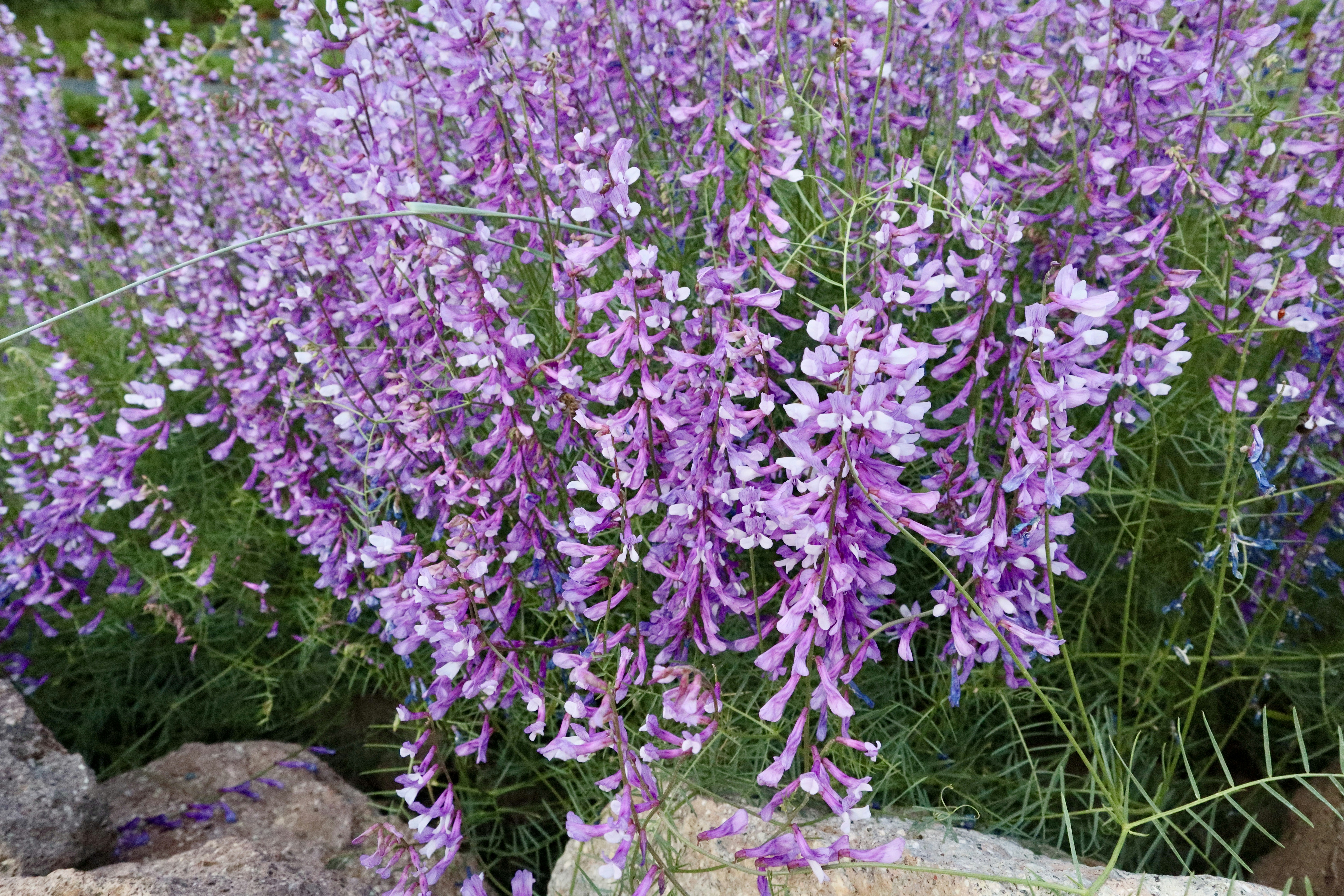 Whispers of Lavender Blooms