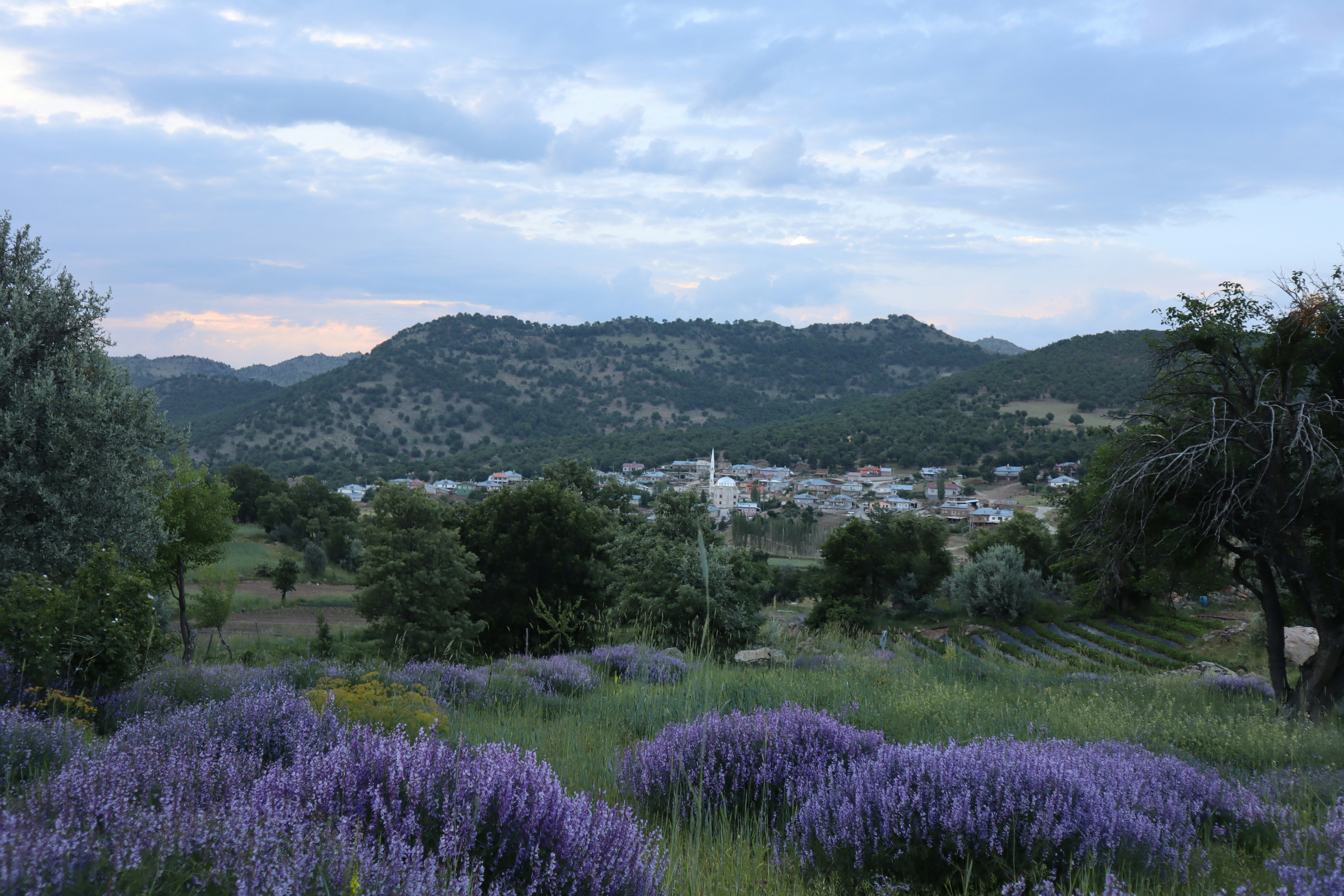Vibrant lavender flowers in the foreground with a tranquil village nestled among rolling hills under a cloudy sky.