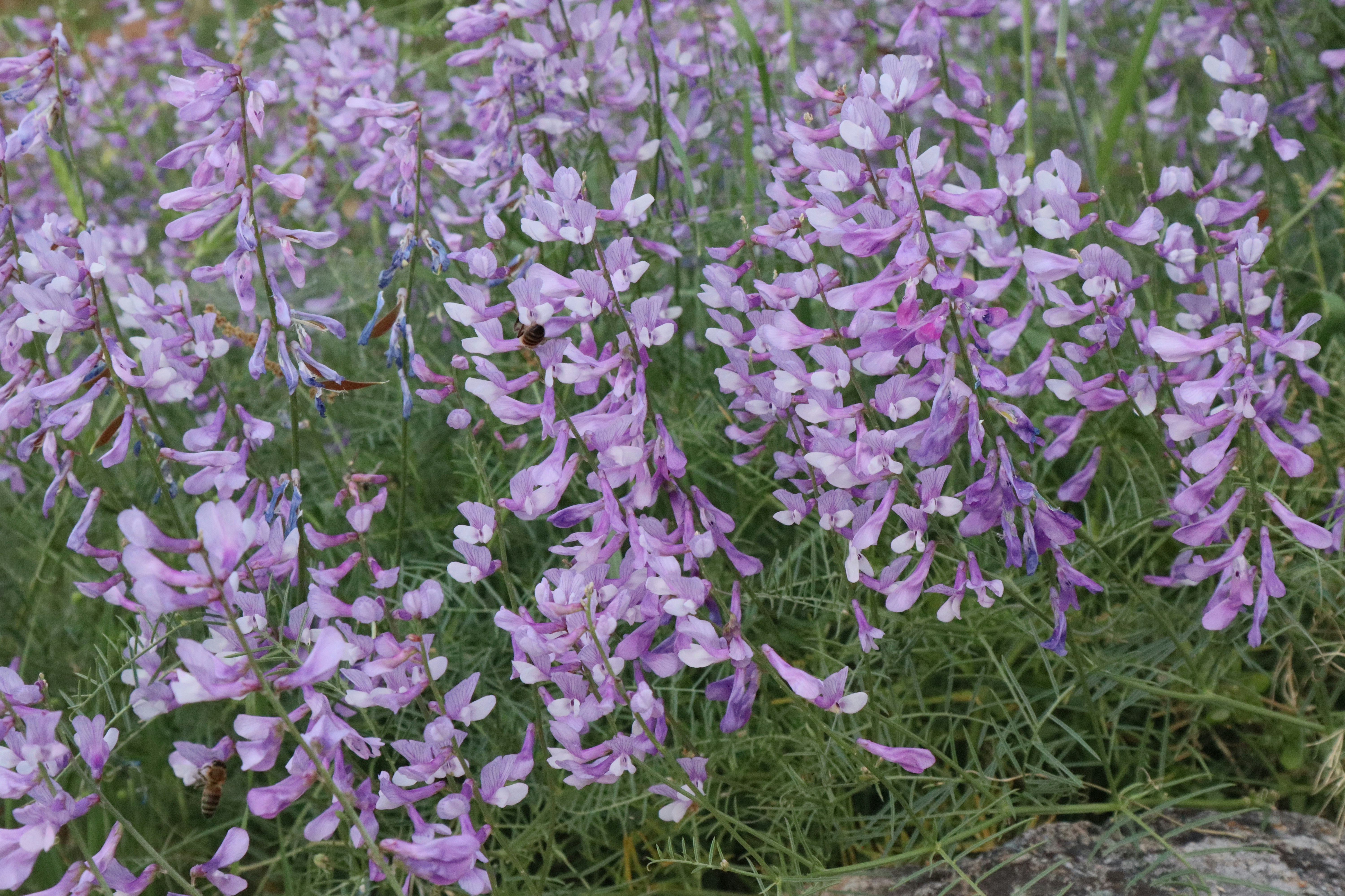 Whispers of Lavender: Nature's Gentle Palette