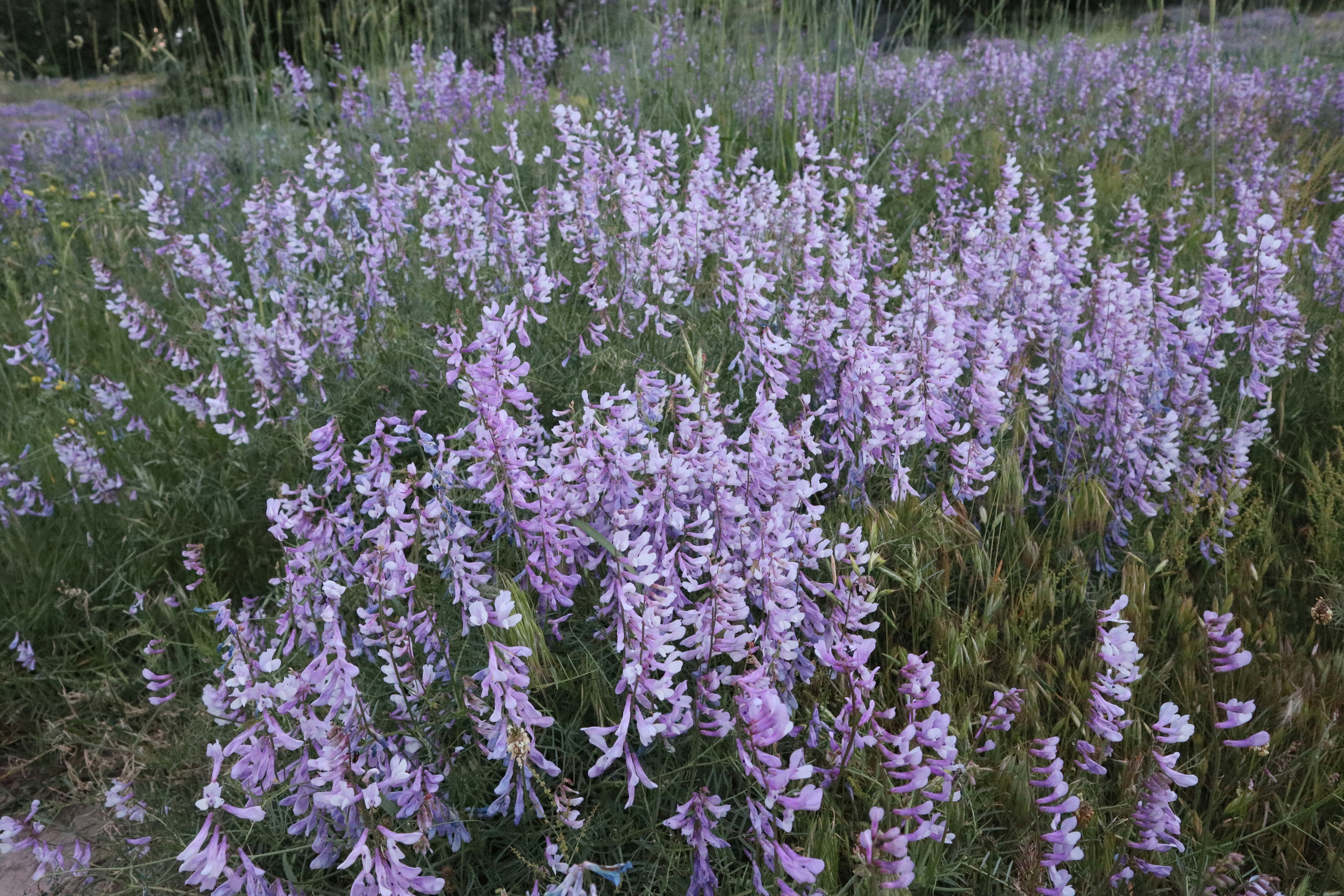 Whispers of Lavender in the Meadow