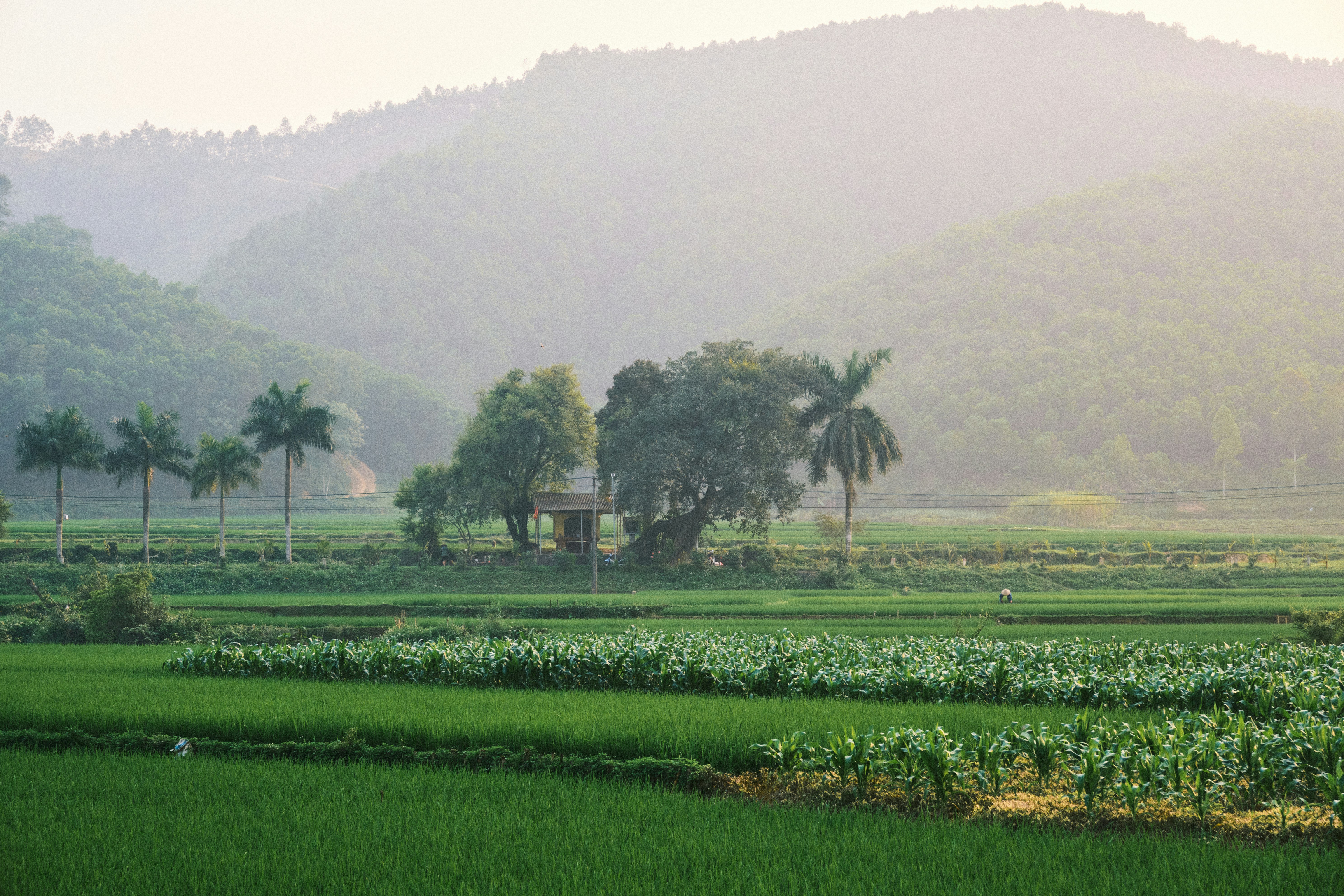 Green rice fields with palm trees and mountains.