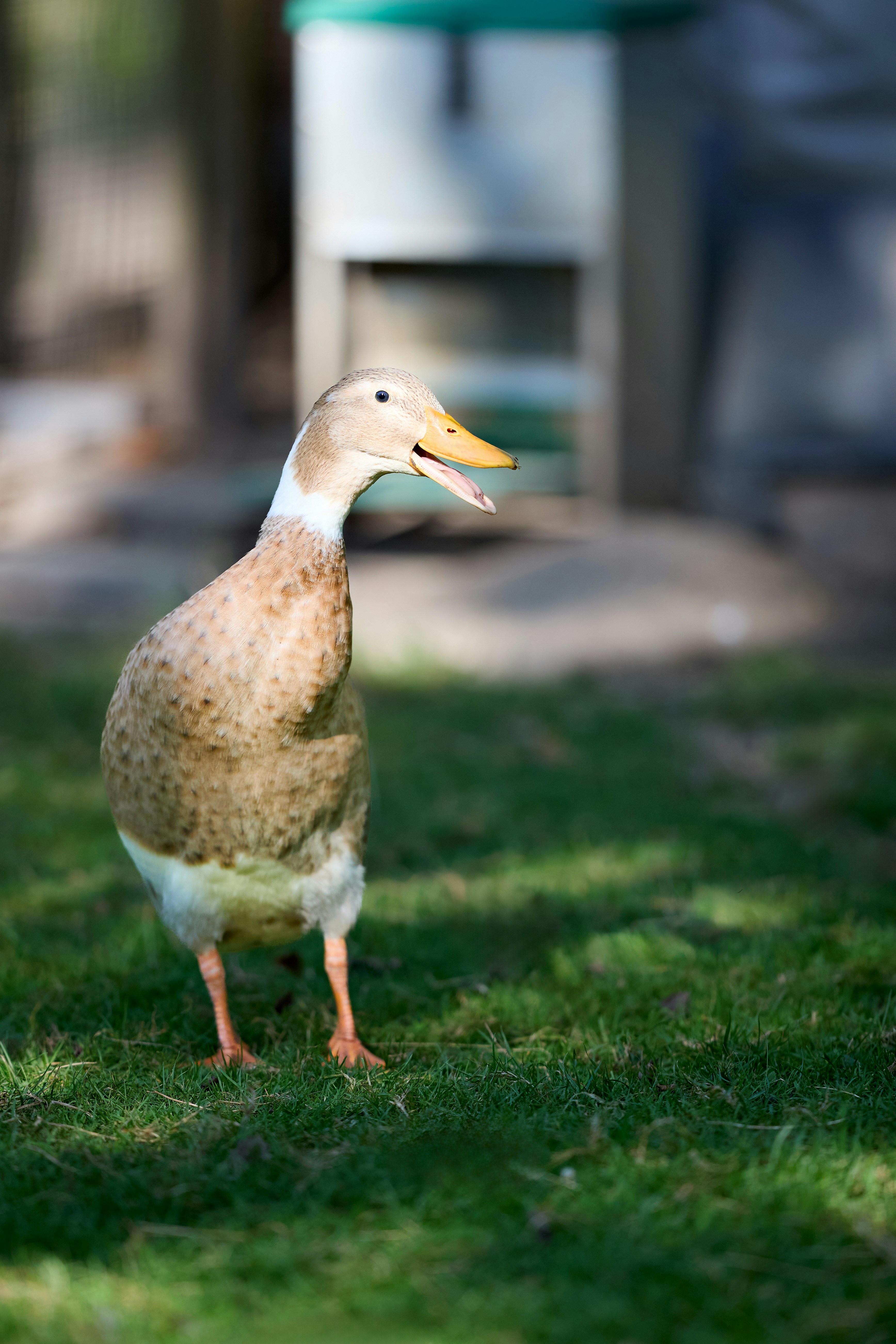 Whimsical Quacker in the Sunlight