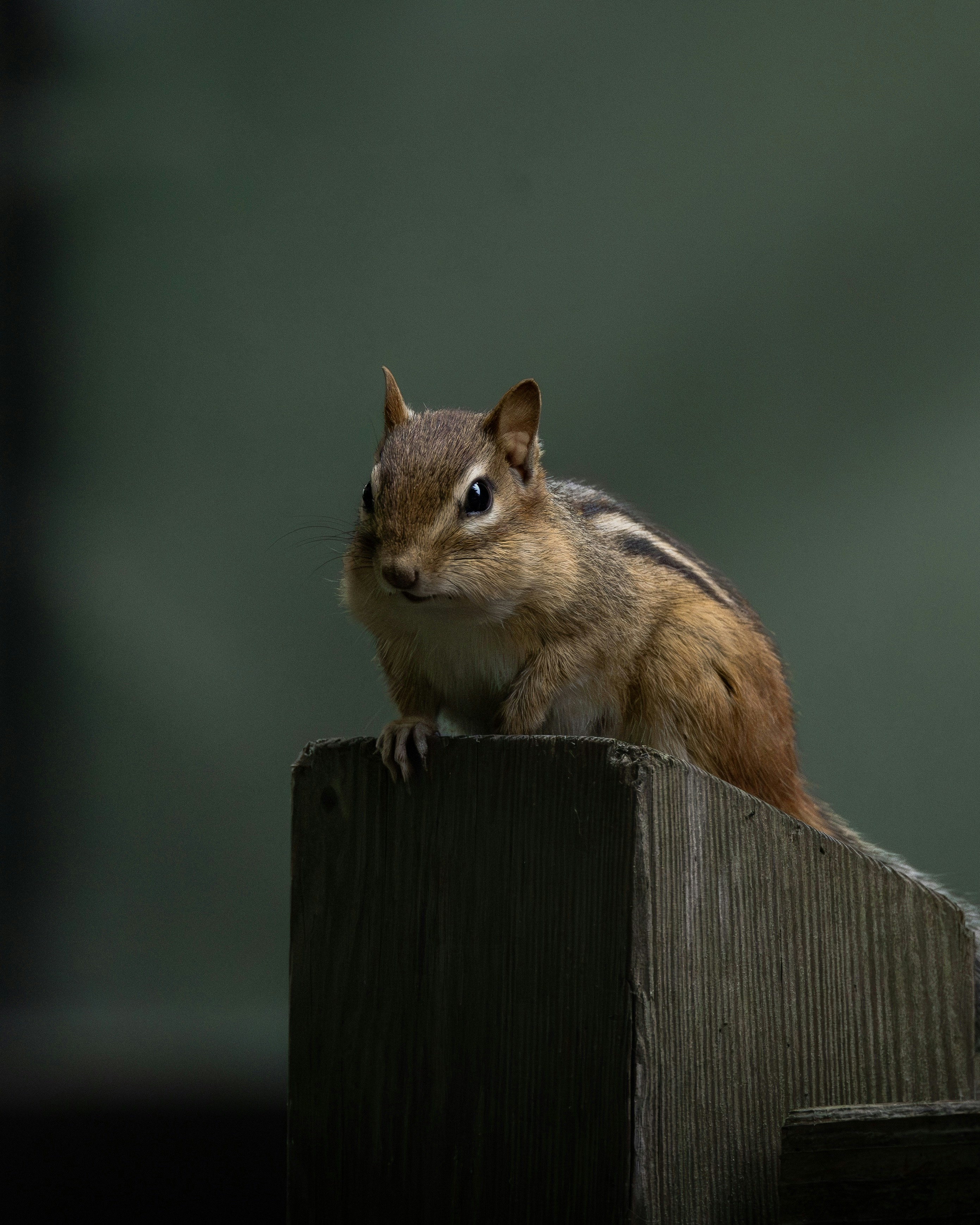 Whiskered Watcher on a Wooden Perch