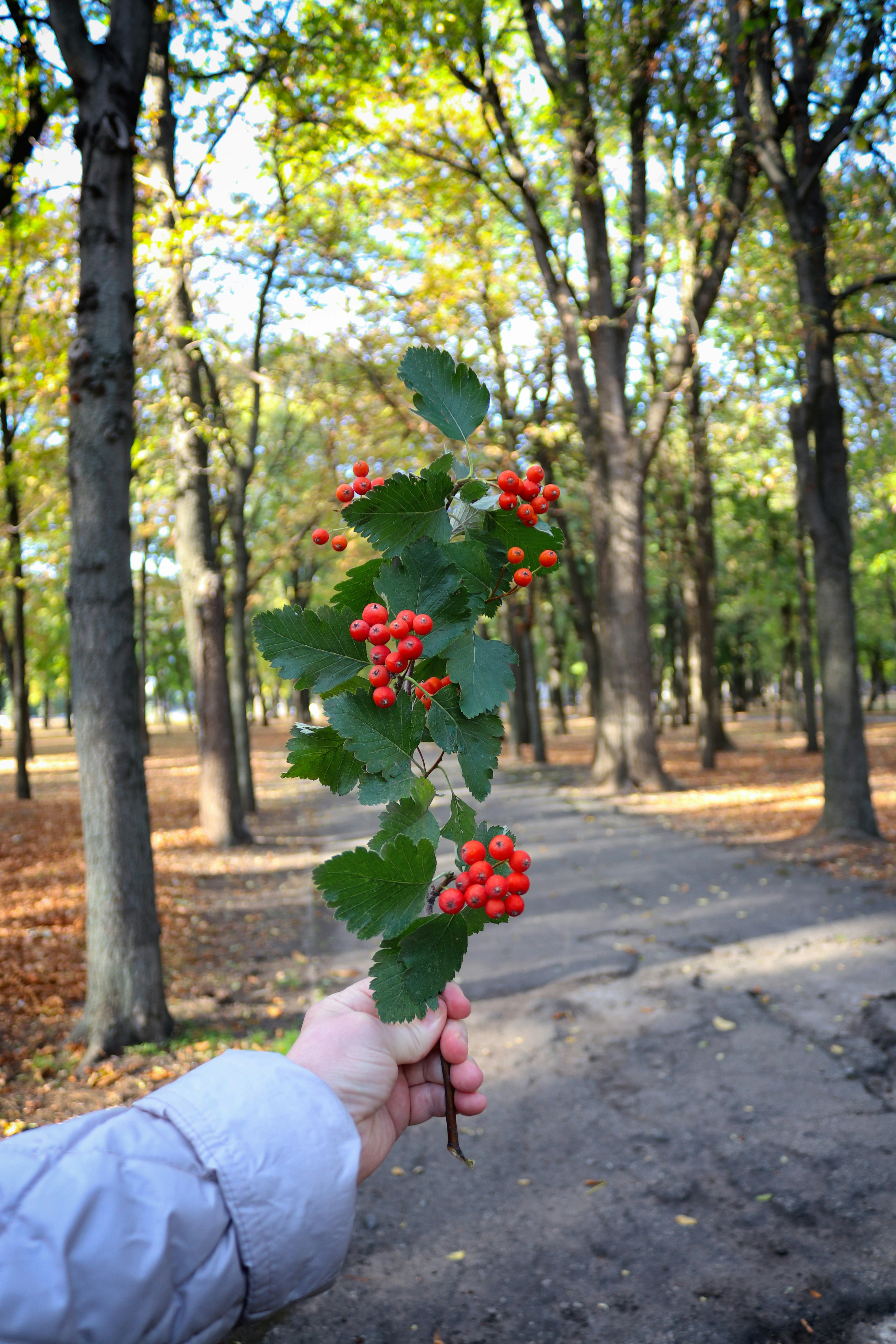 Hand holding branch with red berries in autumn park