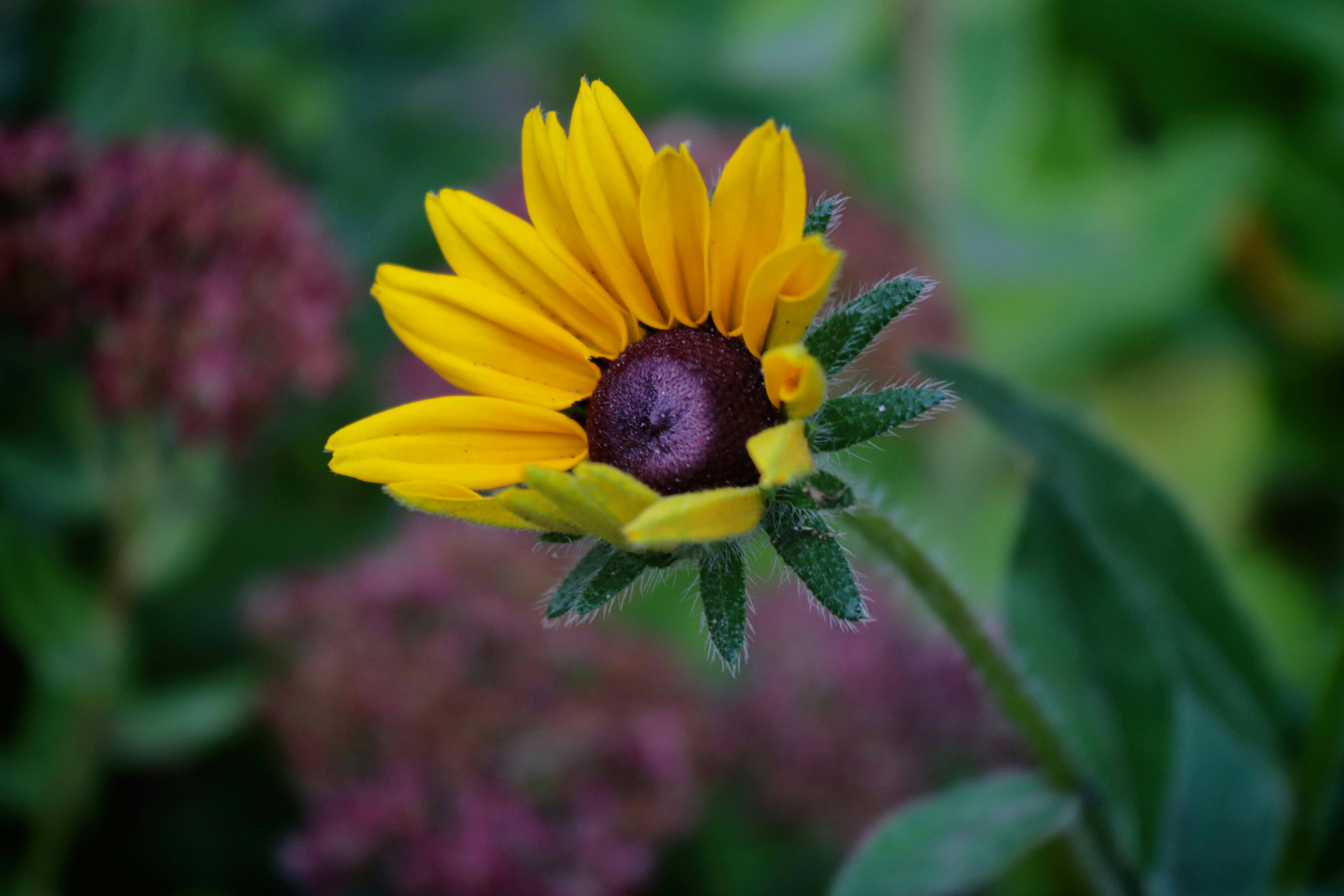 A single yellow flower with a dark center.