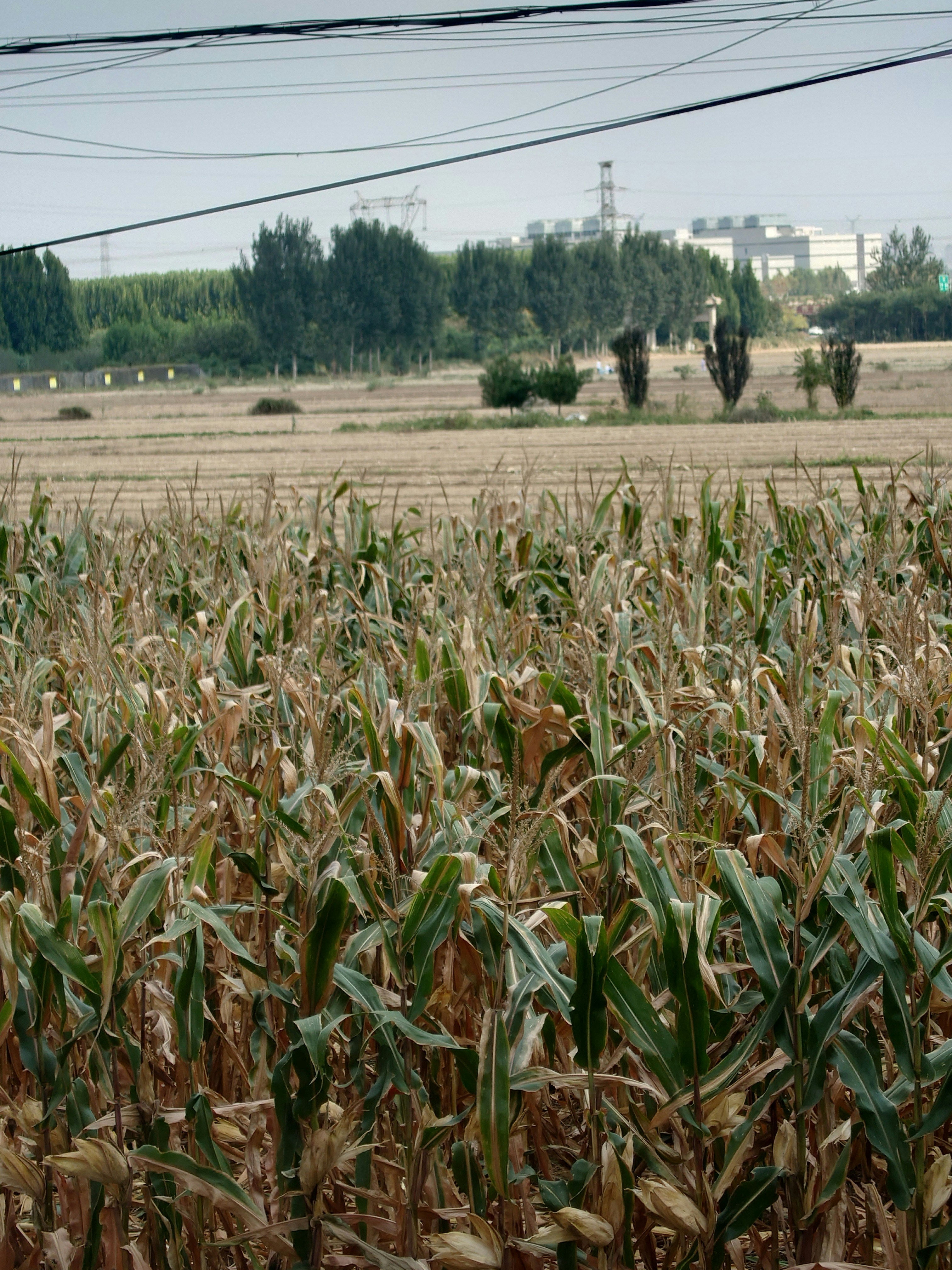 Harvest's Whisper: A Field's Quiet Tale