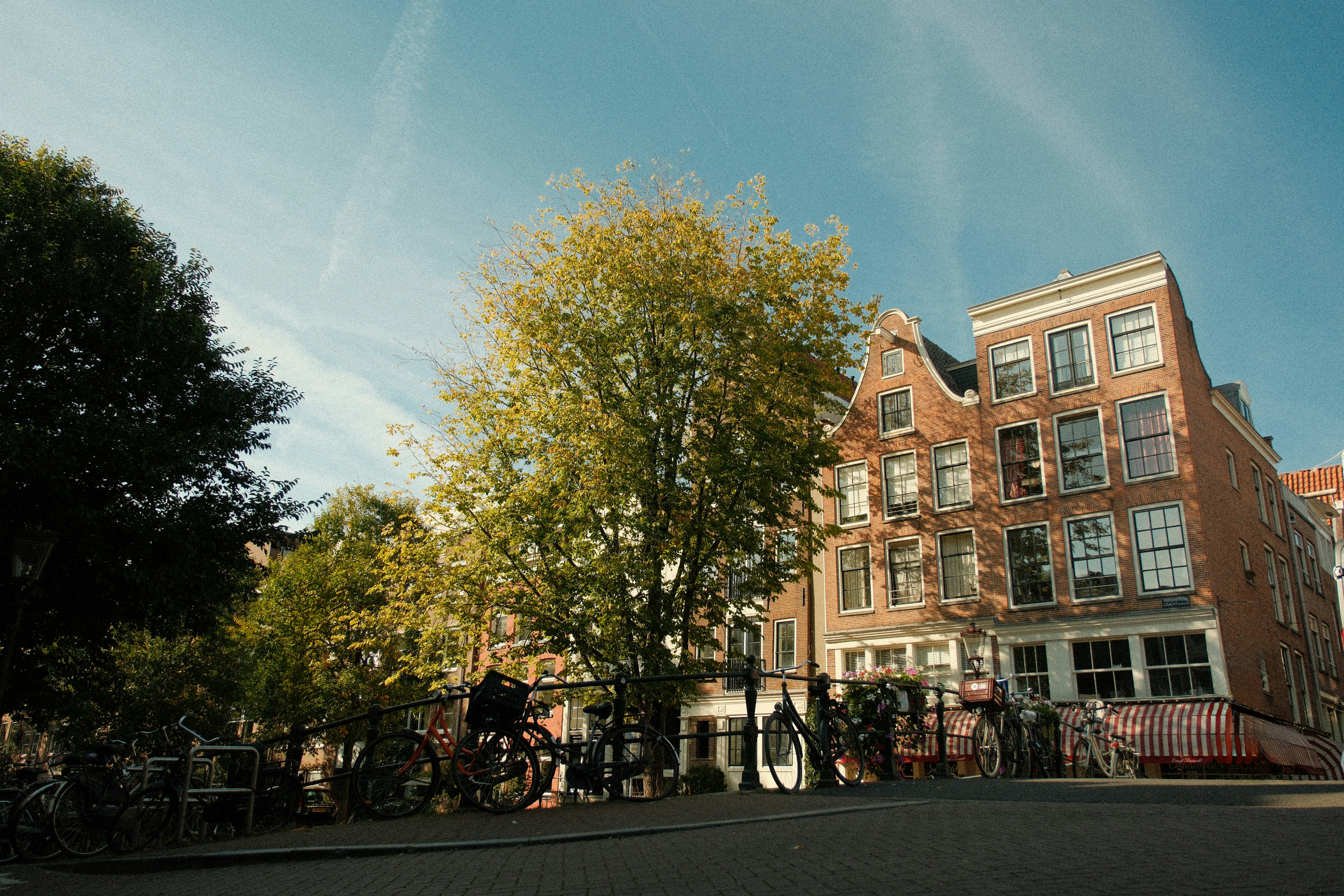 A vibrant tree stands prominently in a picturesque urban setting, surrounded by bicycles and charming architecture. The scene captures the essence of a tranquil autumn day.