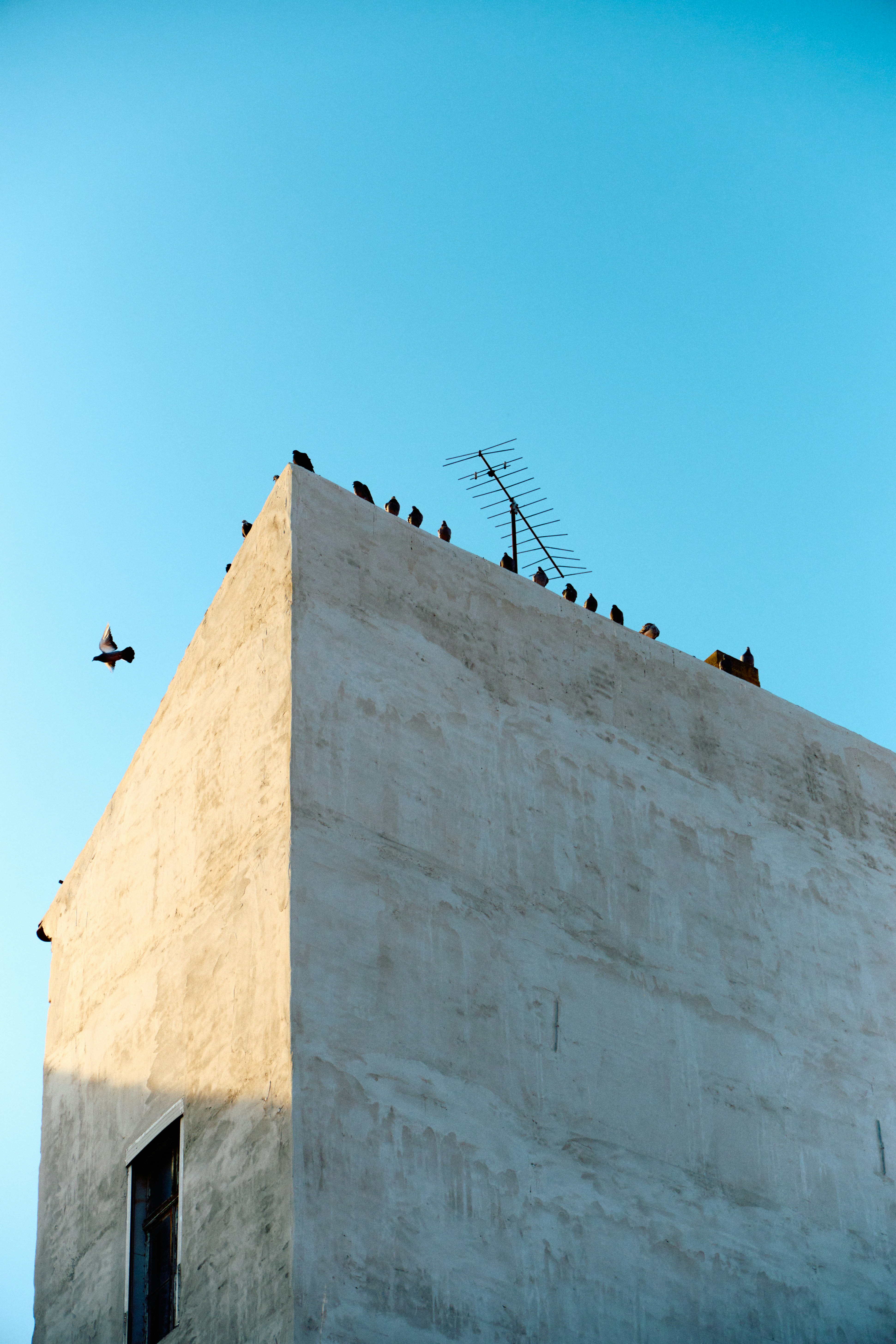 Roofline Vigil: Birds Perched Along a Sunlit White Wall Beneath a Cerulean Sky