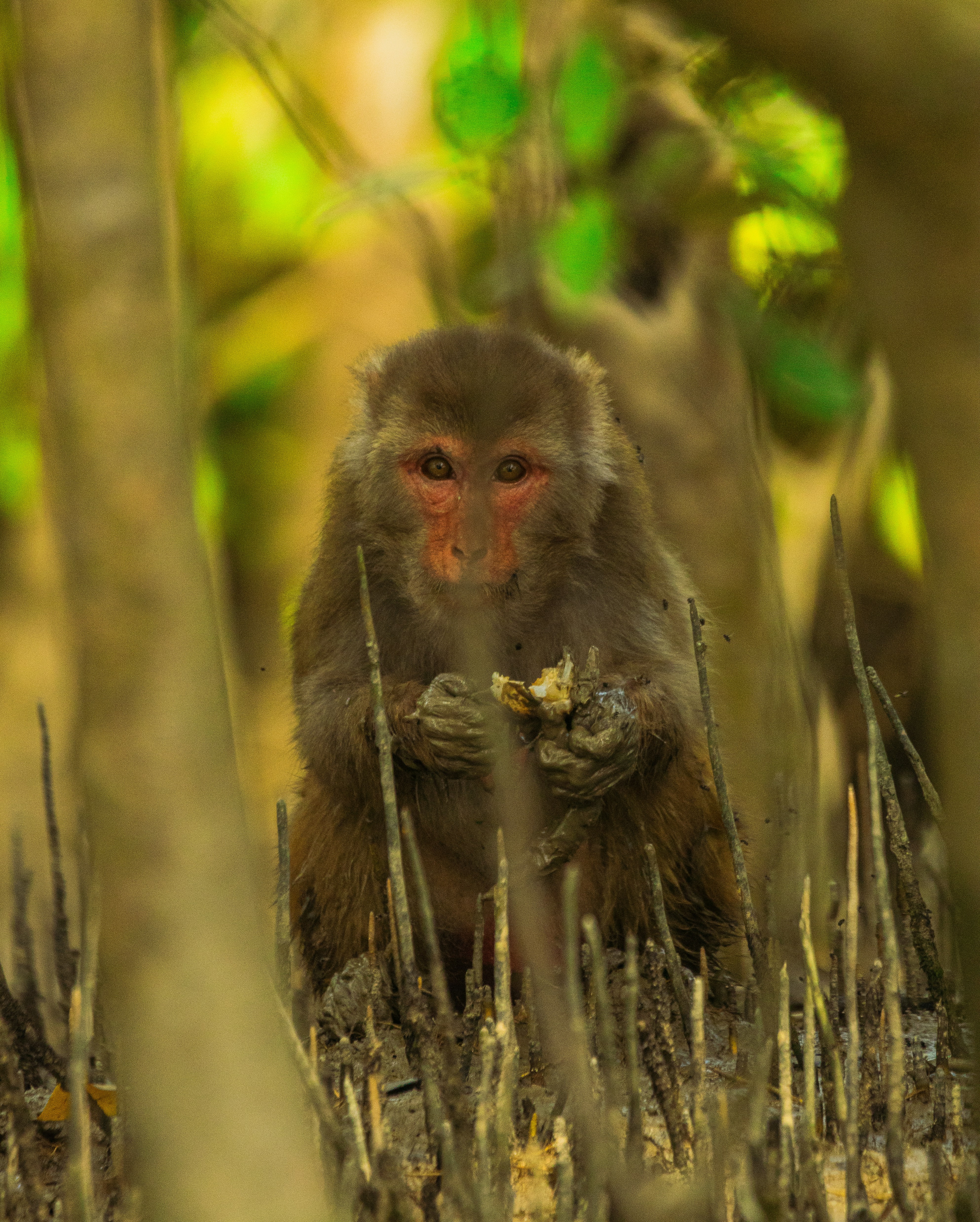 Red-Faced Macaque in a Sunlit Forest Glade