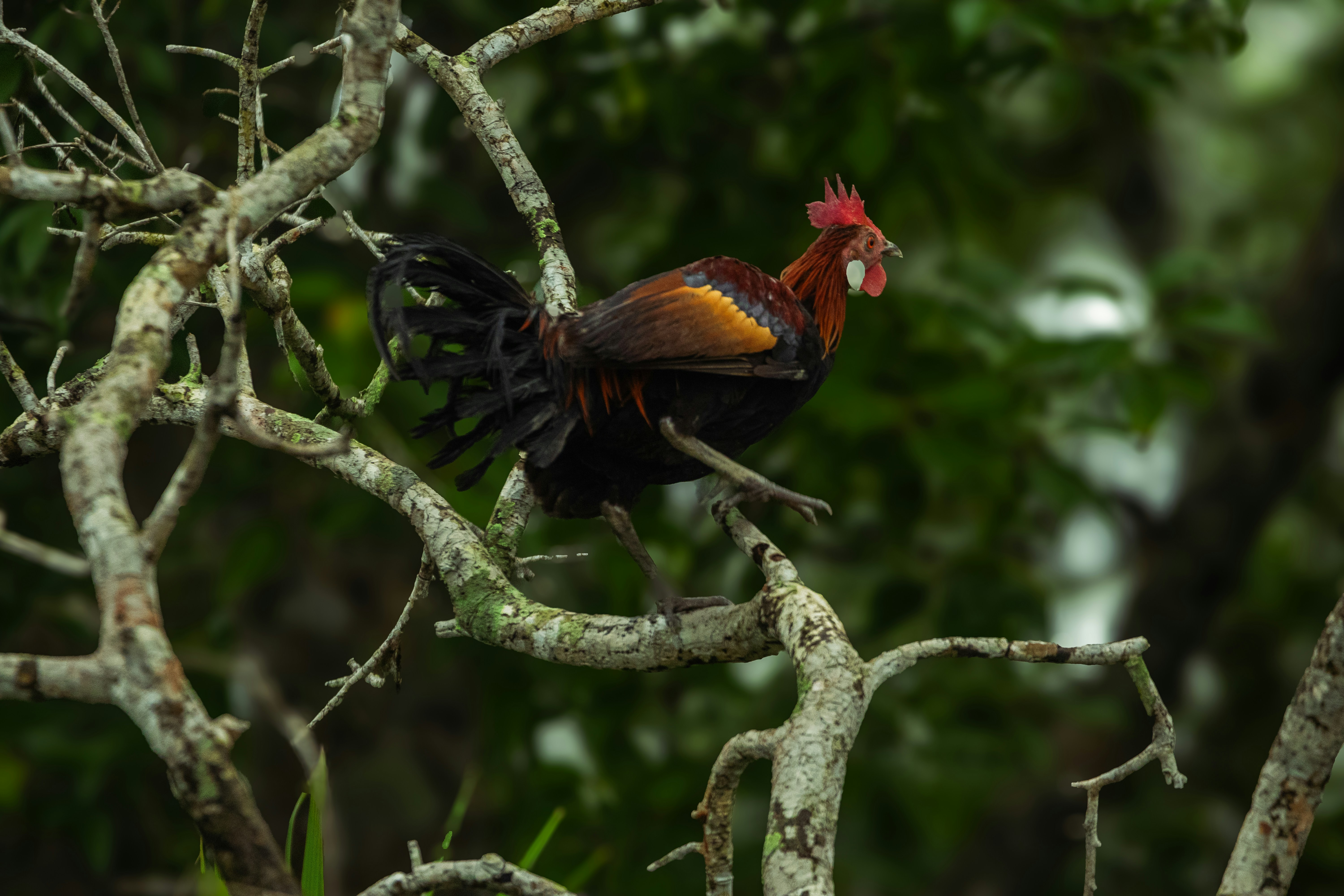 Rooster perched on twisting branches under leafy canopy