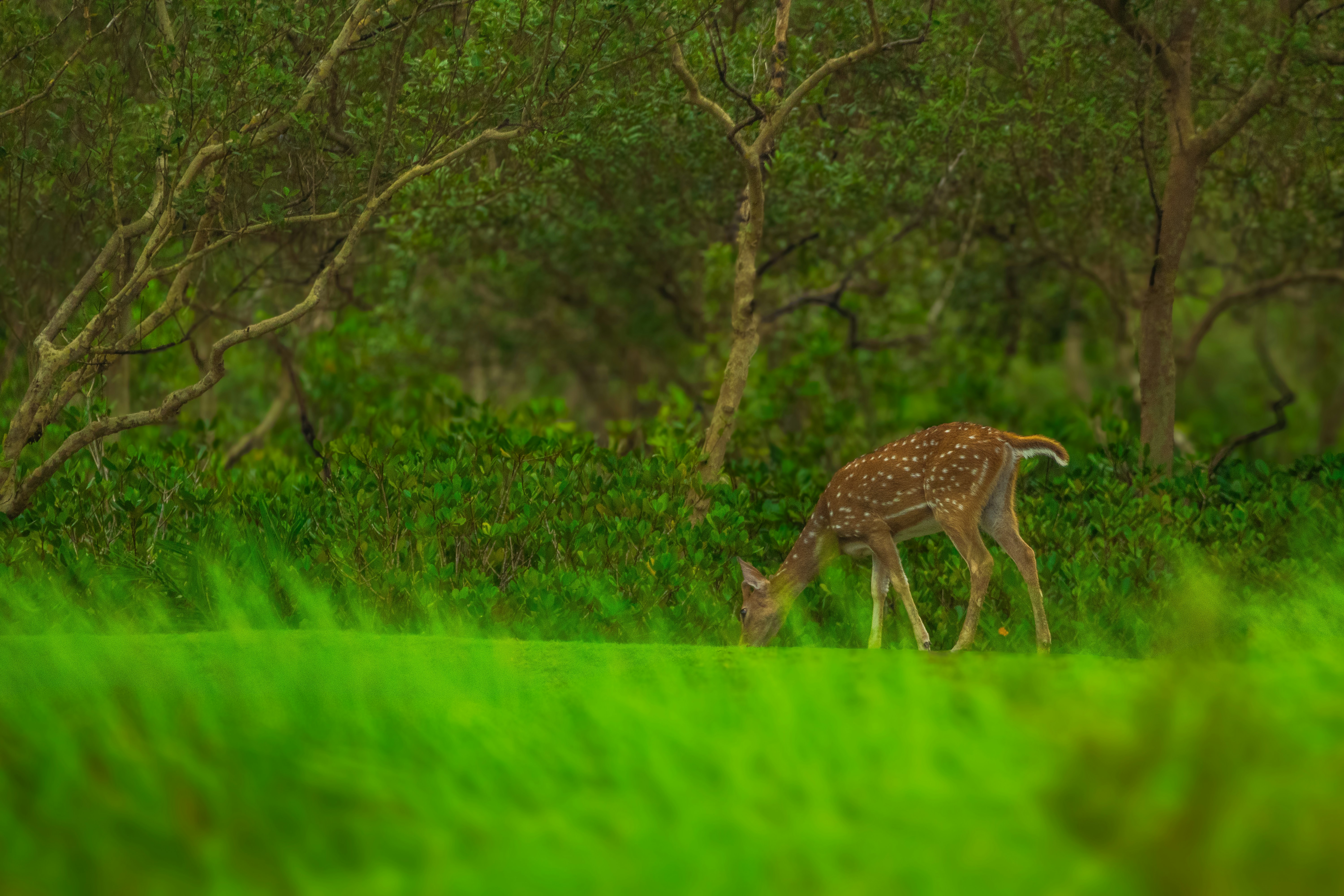 Emerald Quiet: A Dappled Fawn Grazing in the Woodland Glade