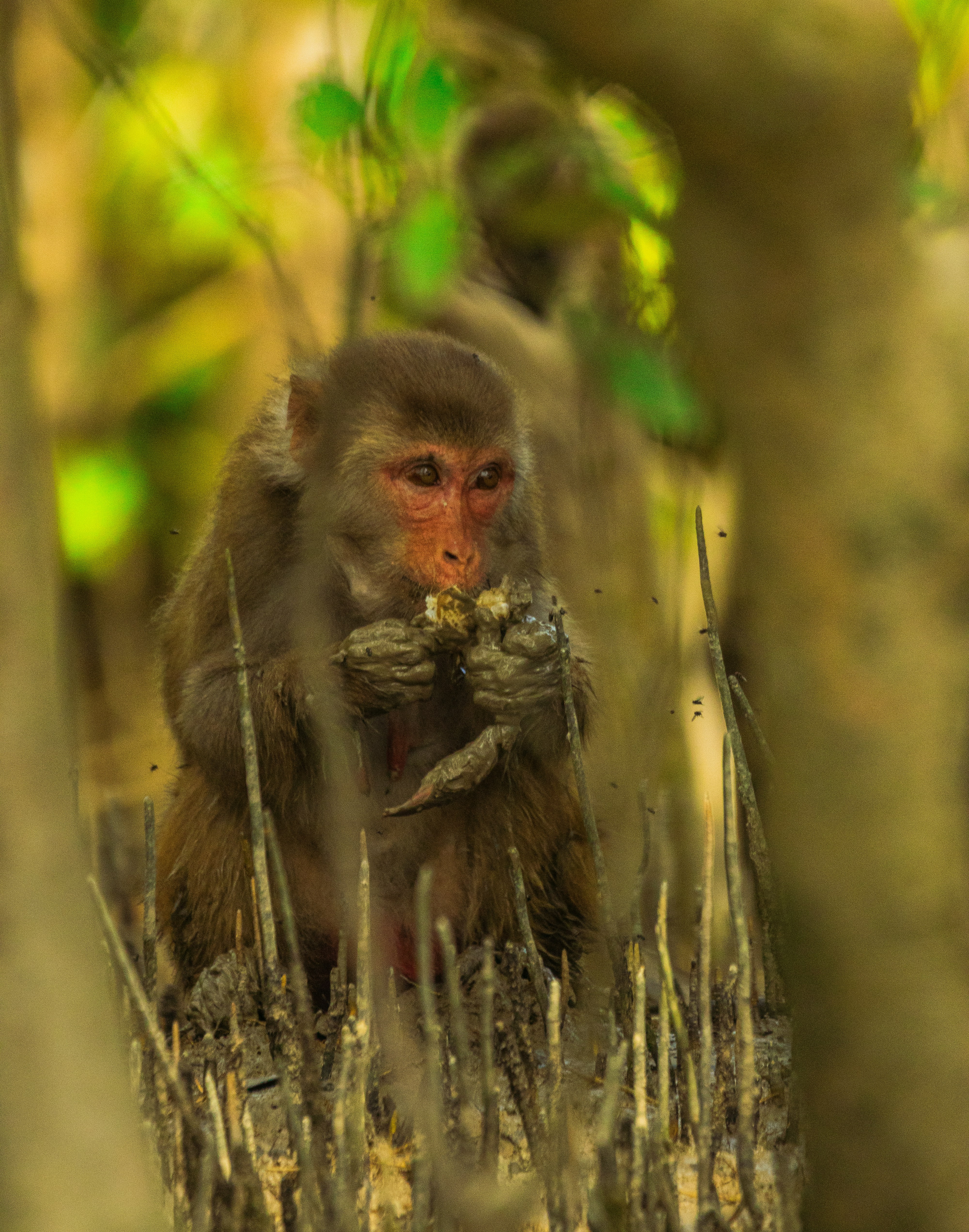 A monkey eating food while sitting on a tree branch.