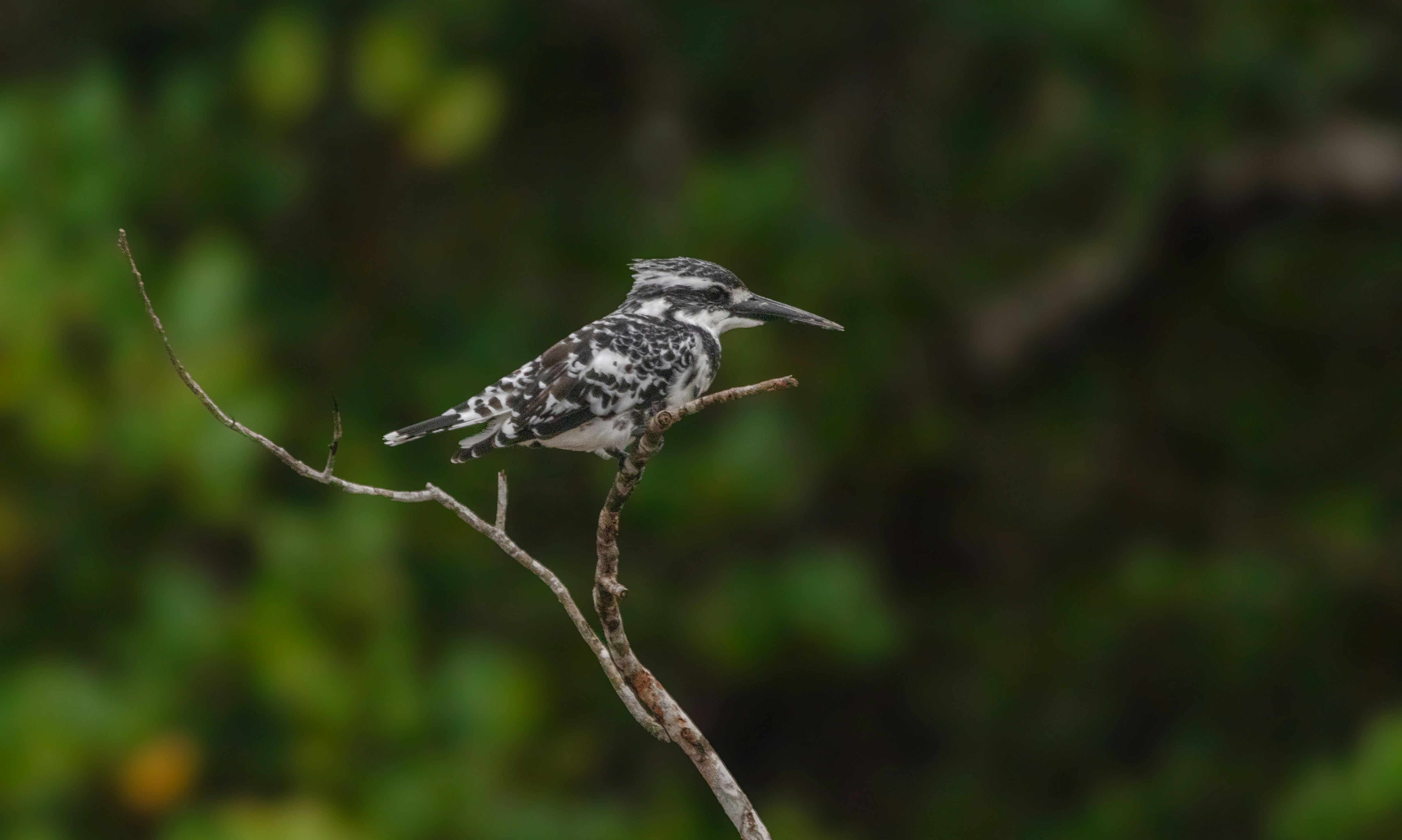 A striking kingfisher perched on a branch, surrounded by a lush, blurred background that emphasizes its intricate plumage.