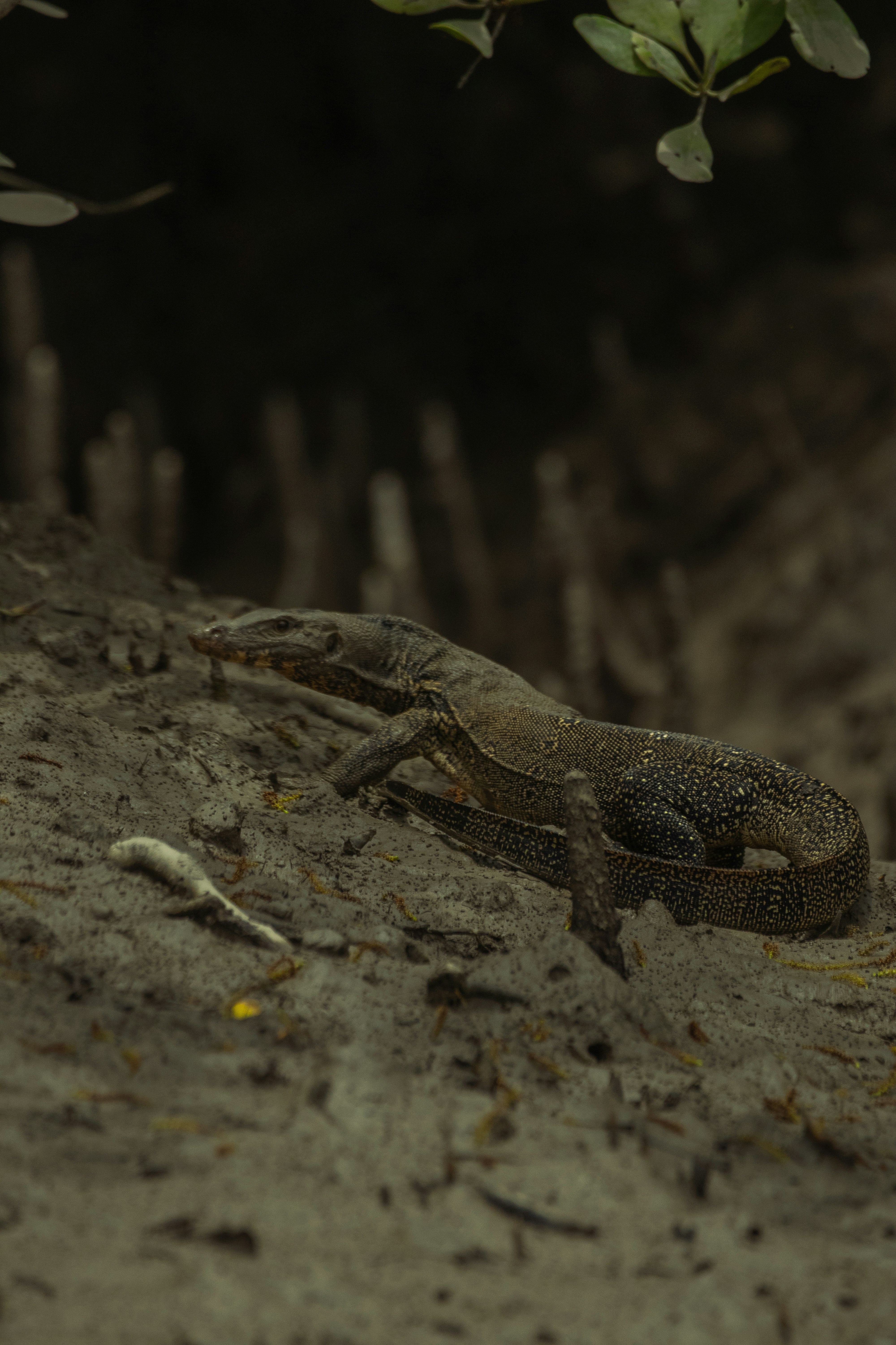 A monitor lizard rests on a muddy bank.