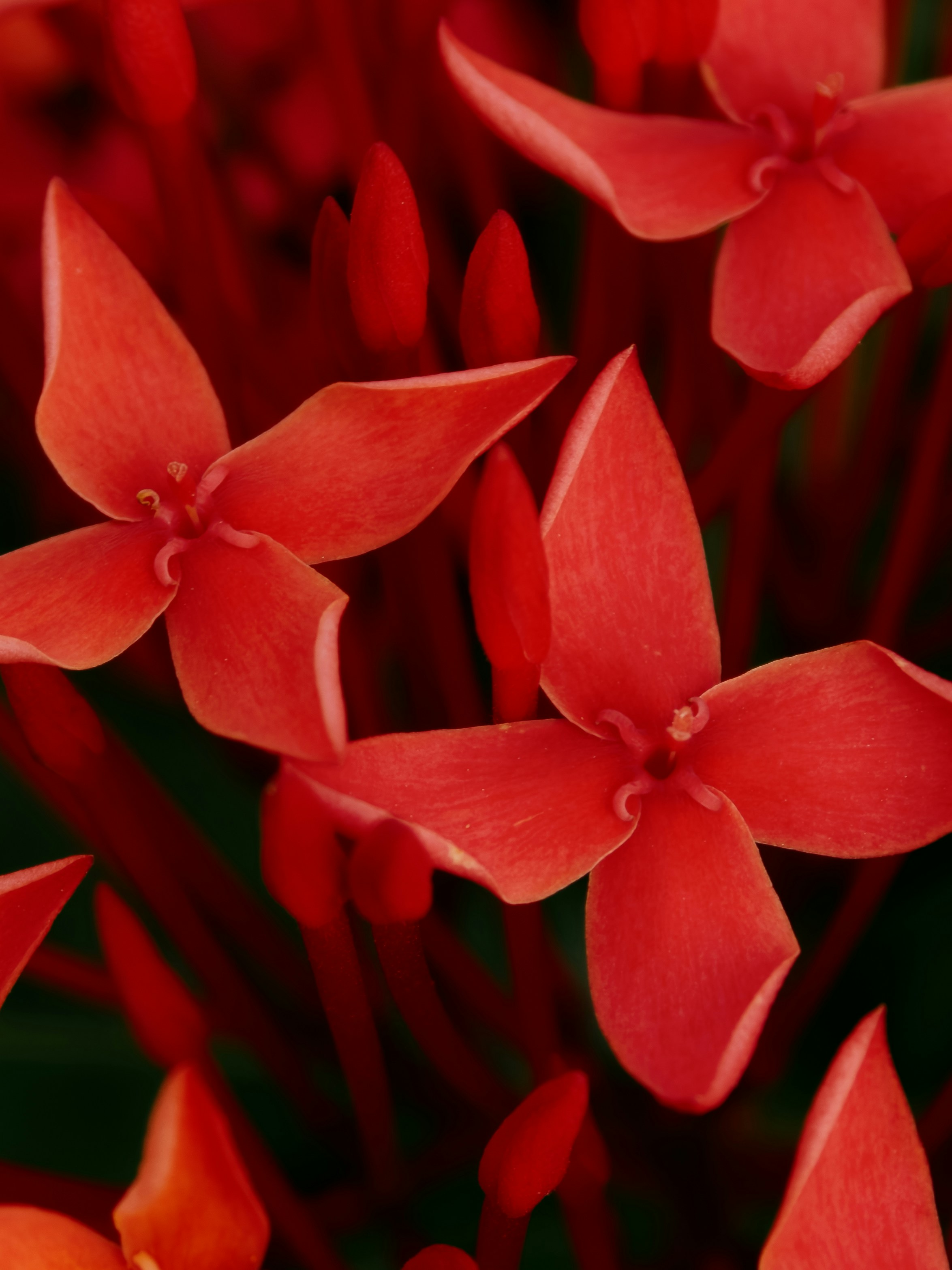 Close-up of vibrant red ixora flowers and buds