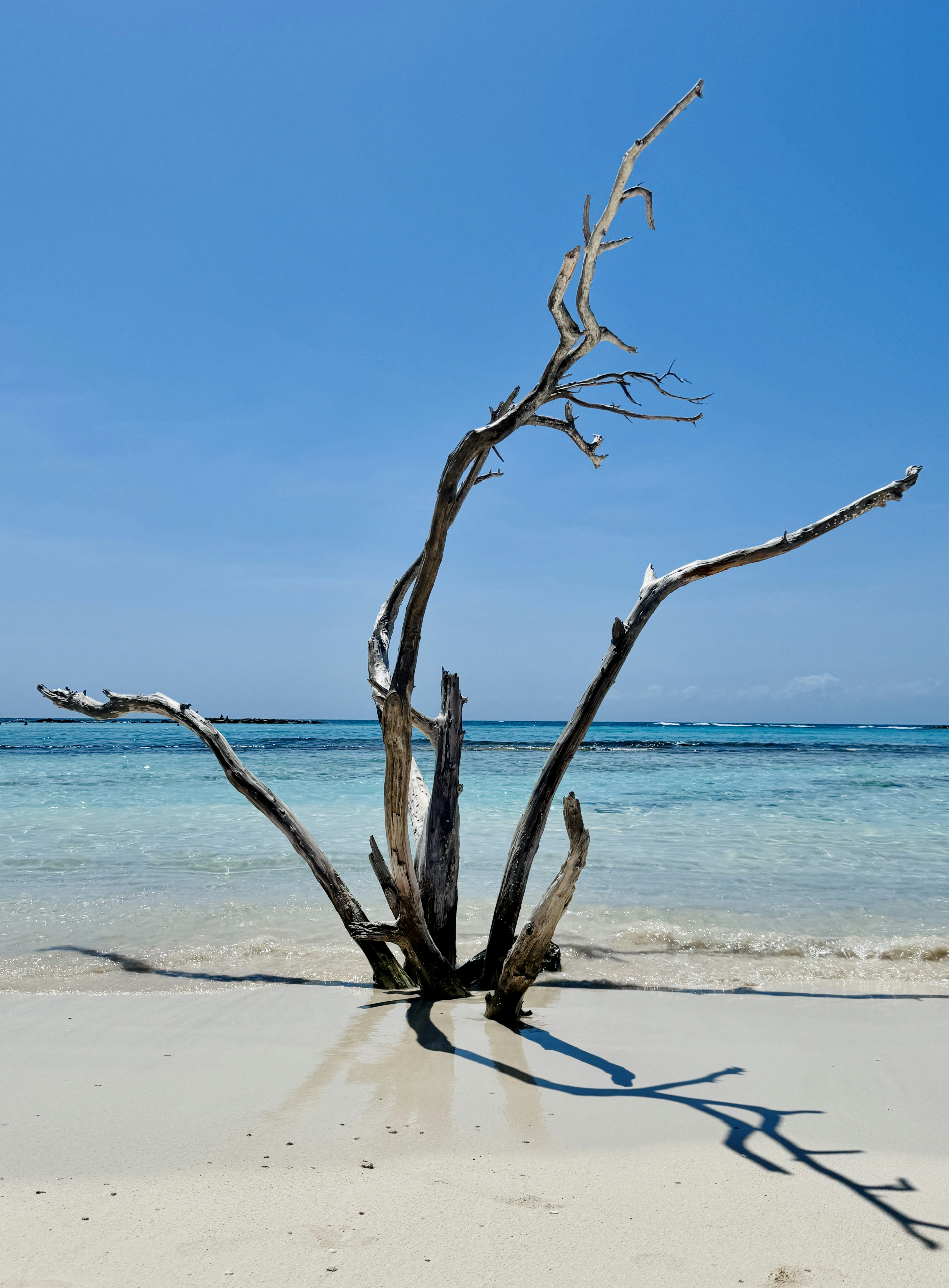 A gnarled driftwood tree stands on a sandy beach, casting long shadows against the turquoise waters and clear blue sky.
