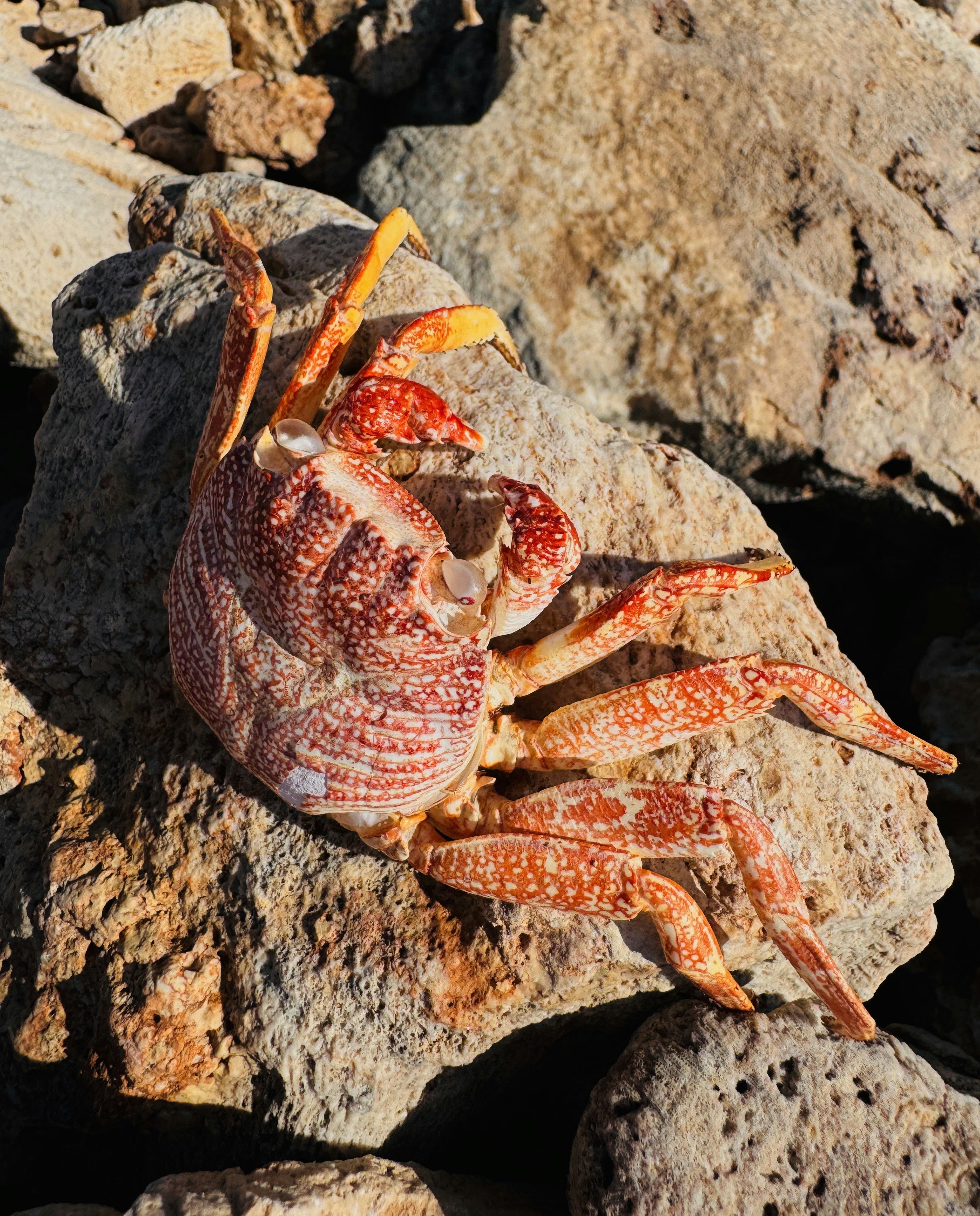Crab molt | A red and white crab rests on a rocky shore.