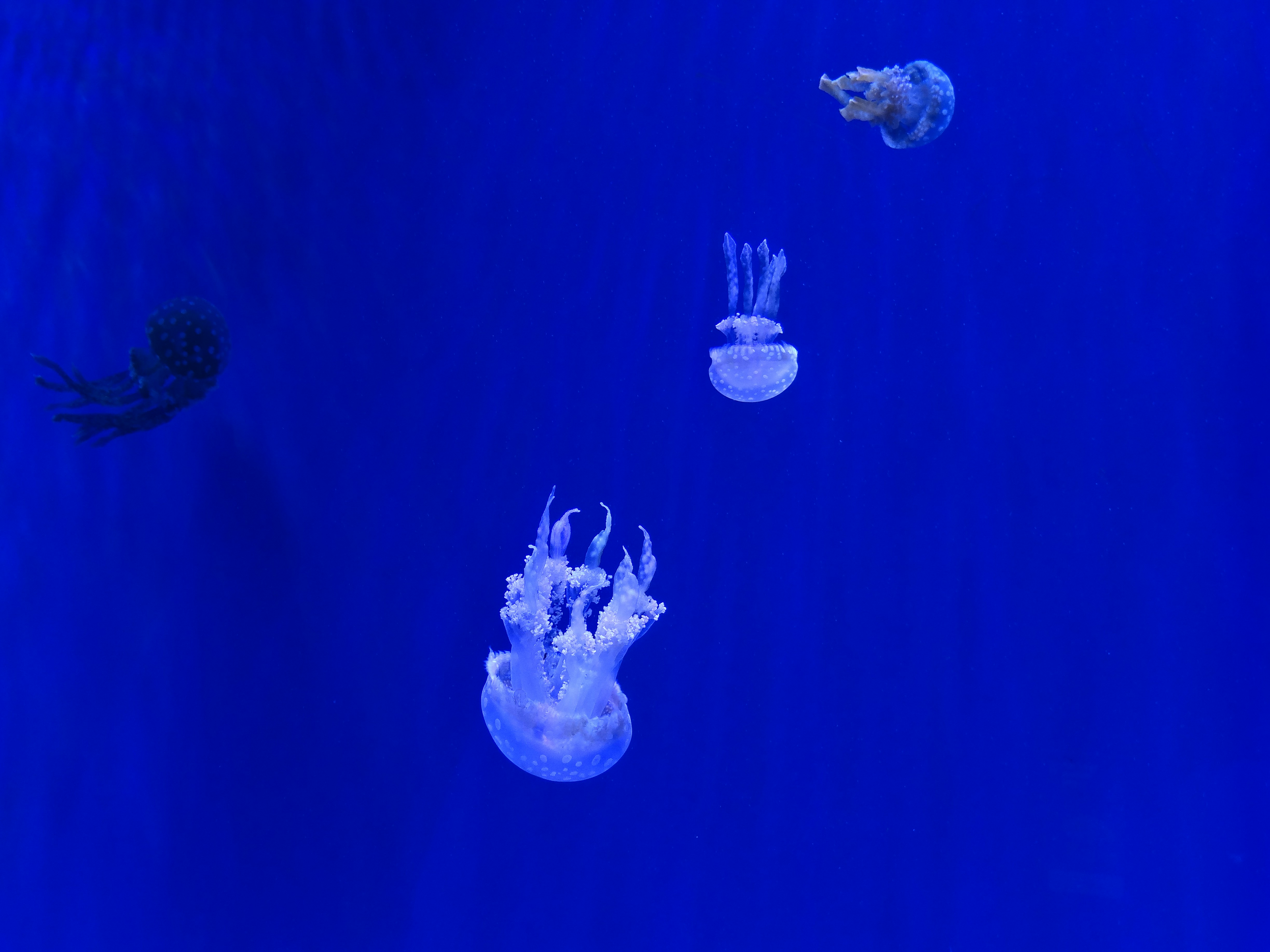 Ethereal Dance of the Jellyfish