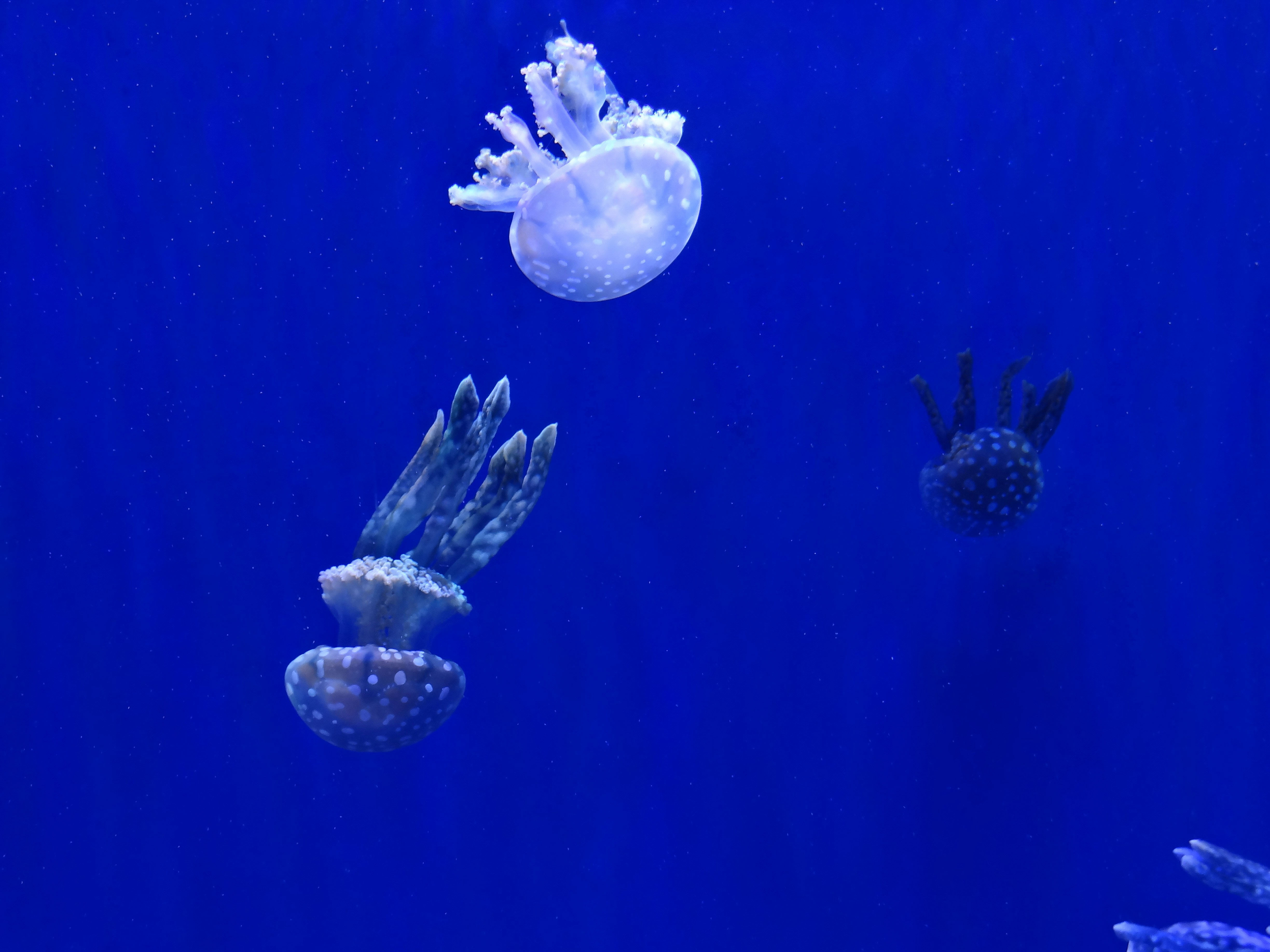 Ethereal Dance of the Jellyfish