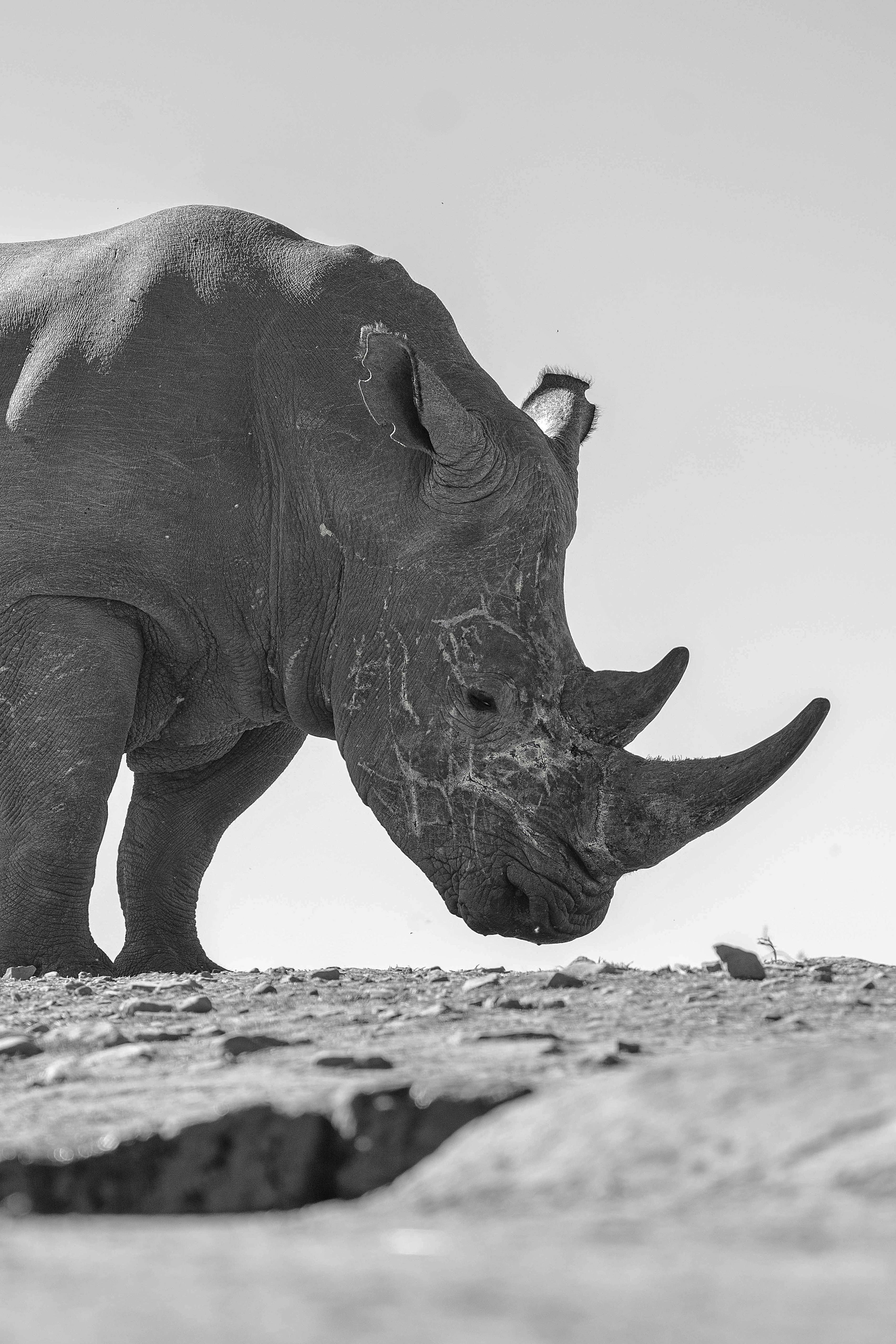 scarred rhino | A black rhinoceros stands on rocky ground