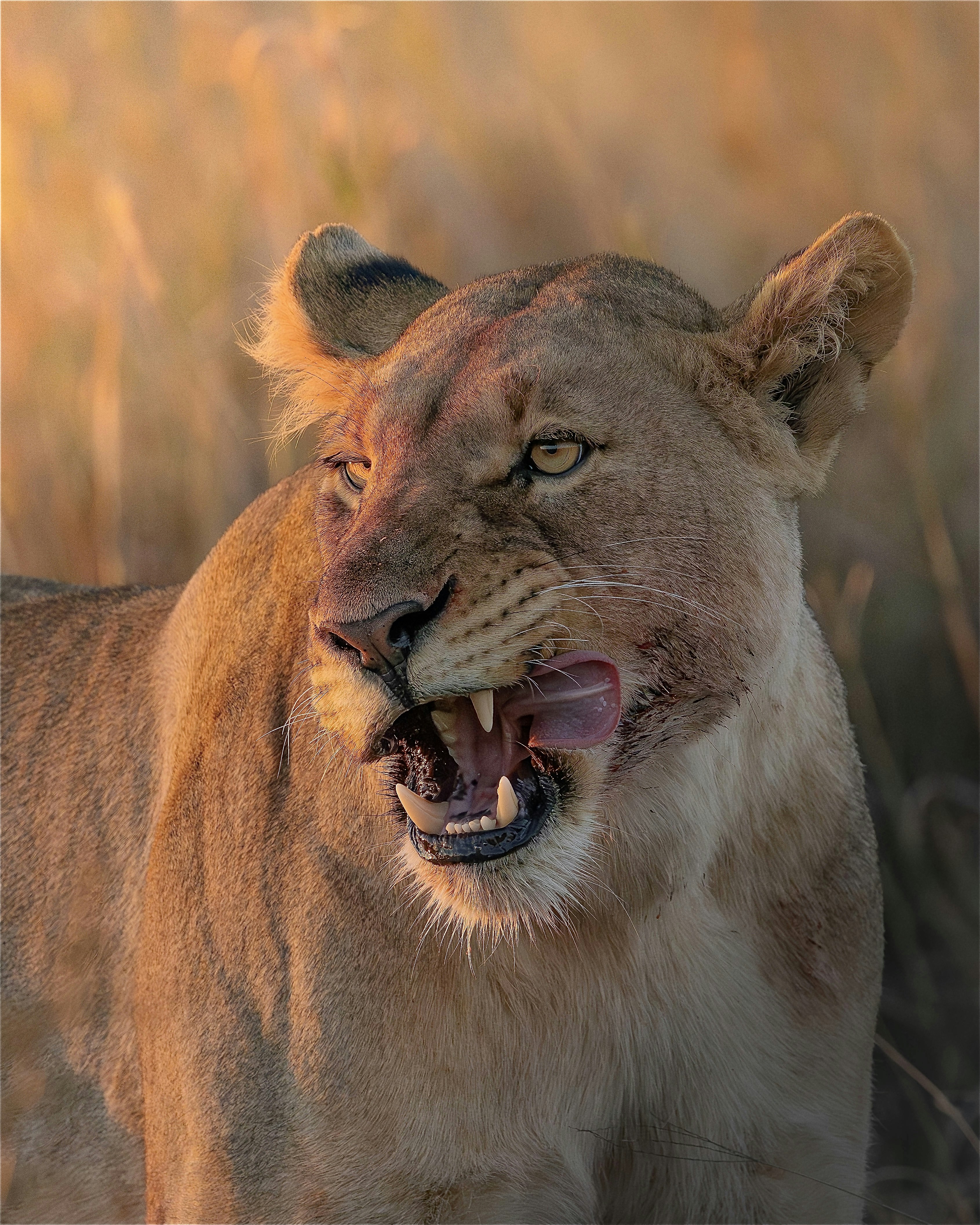 Close-up of a lioness with a focused expression, surrounded by golden grasses, showcasing her powerful presence in the wild.
