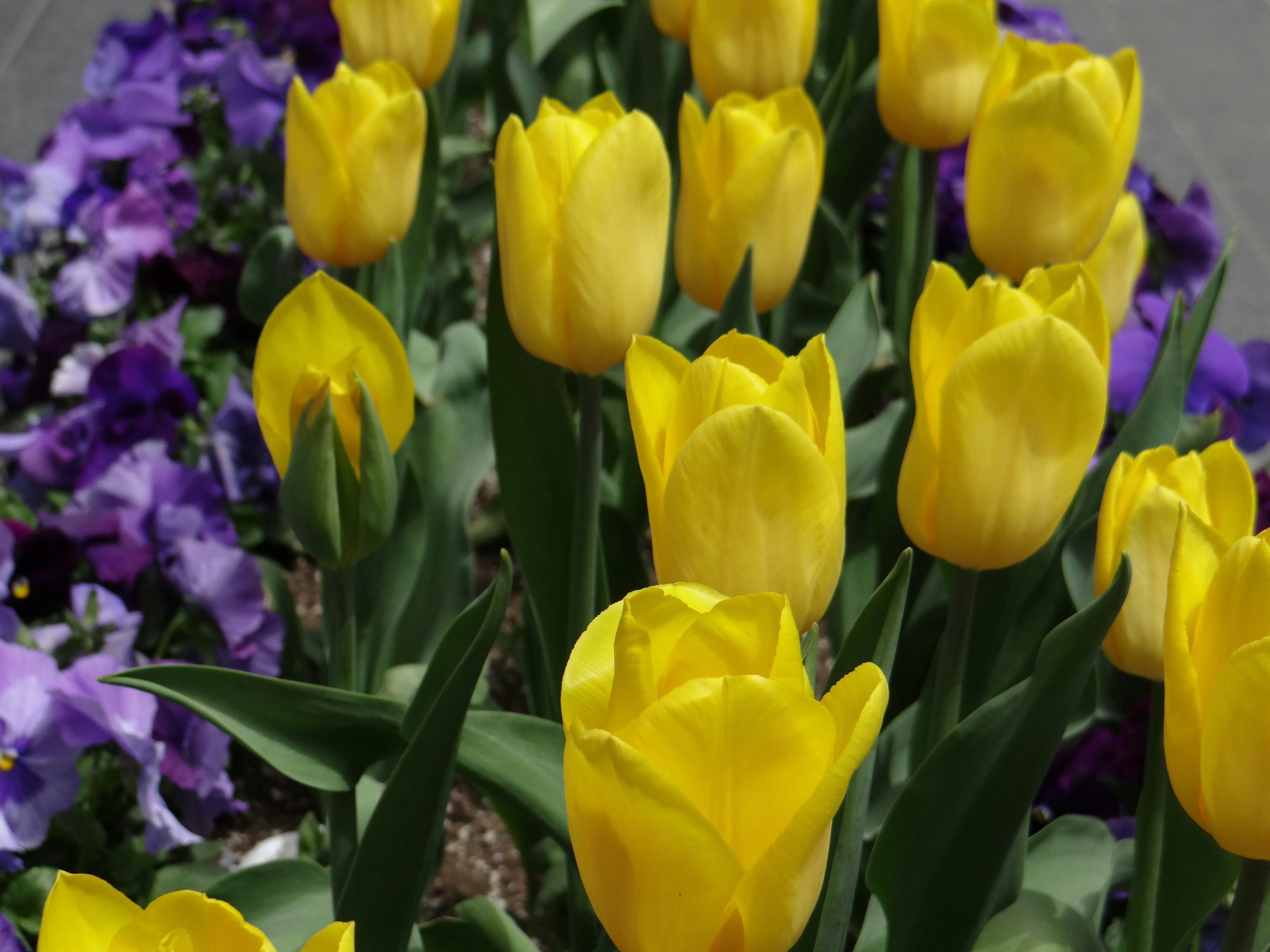 Sunlit Crown: Yellow Tulips Amid Purple Blooms