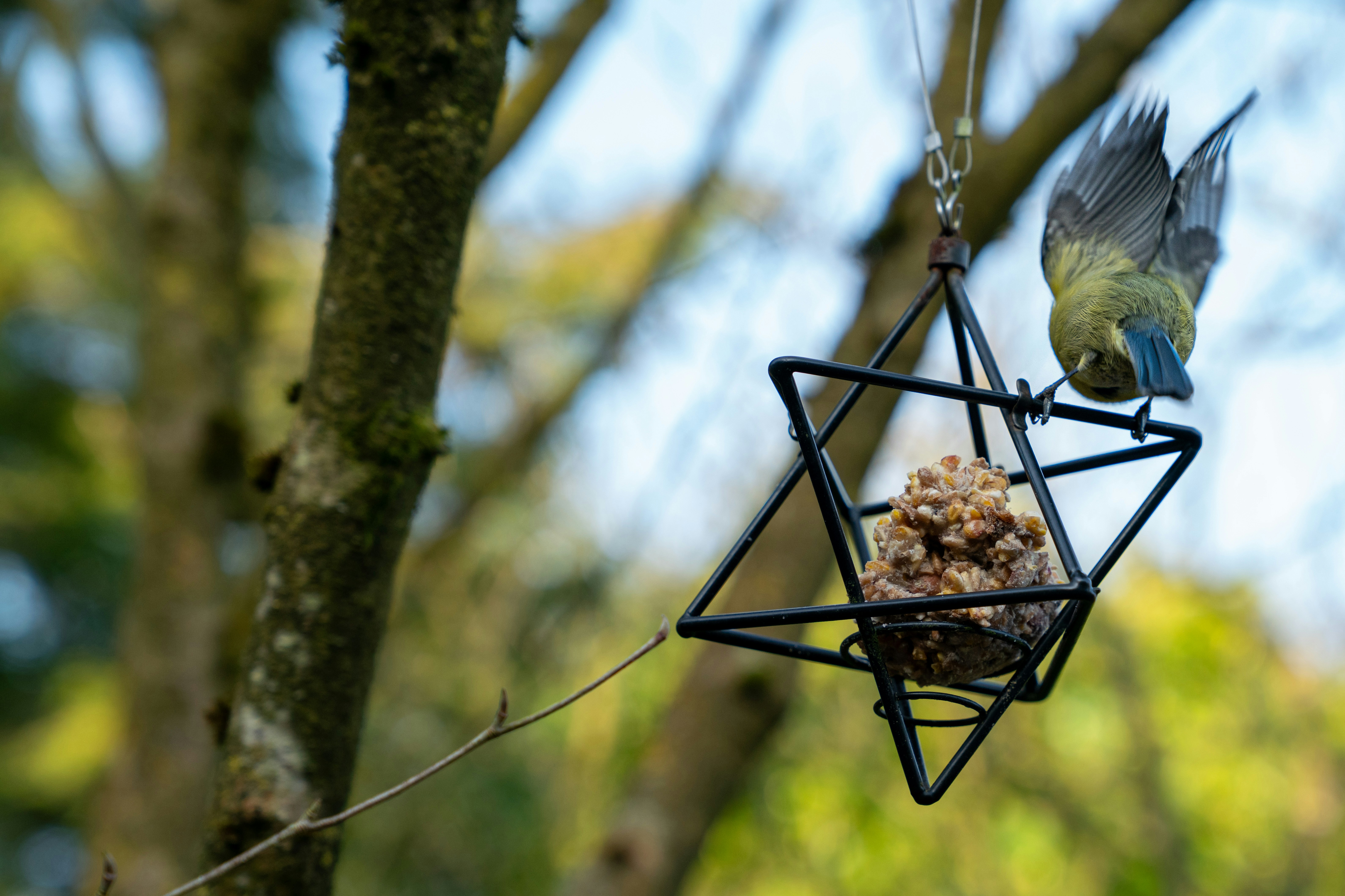 A Feathered Feast: The Star of the Garden