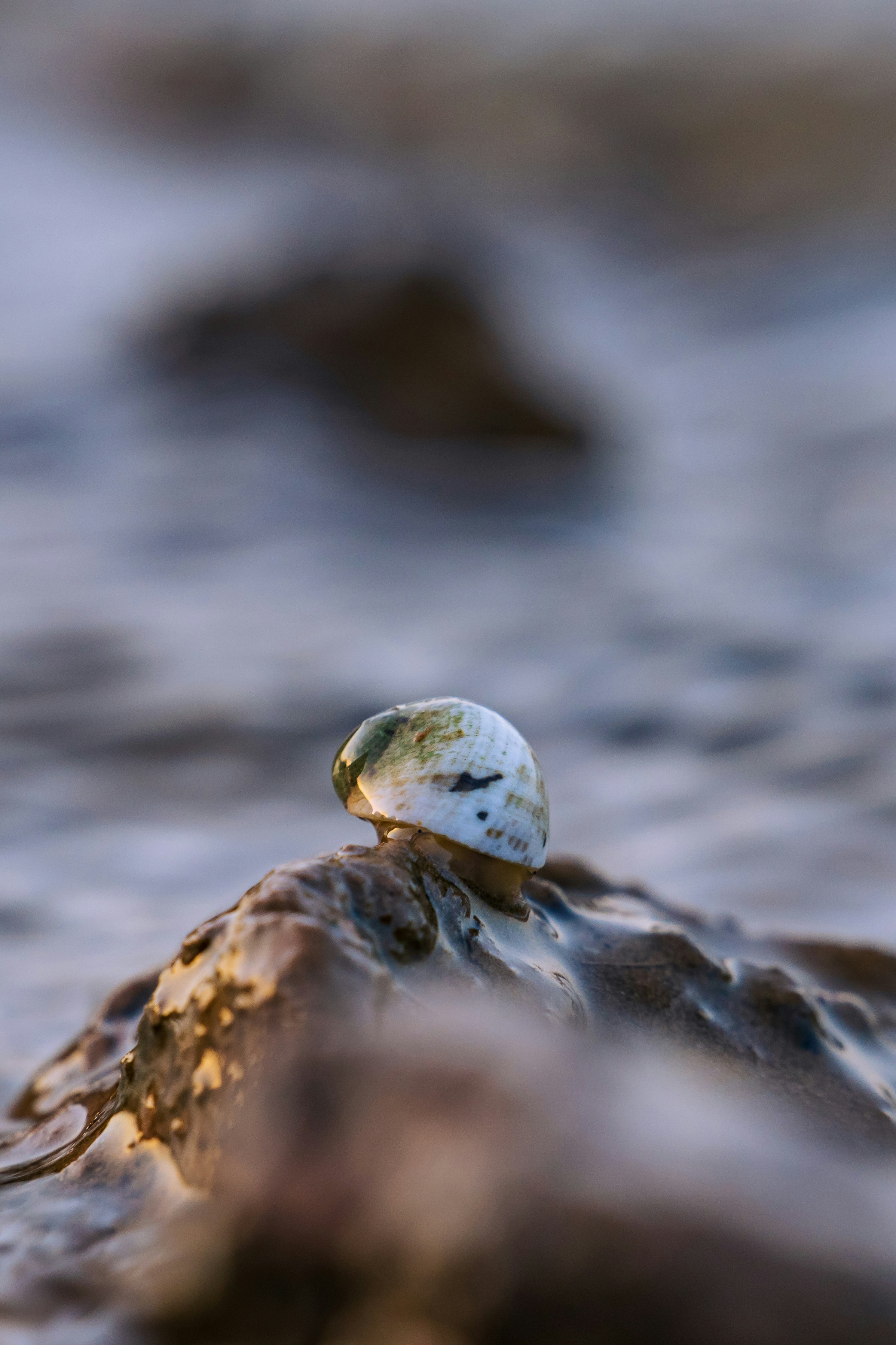 Whispers of the Shore: A Shell's Solitude
