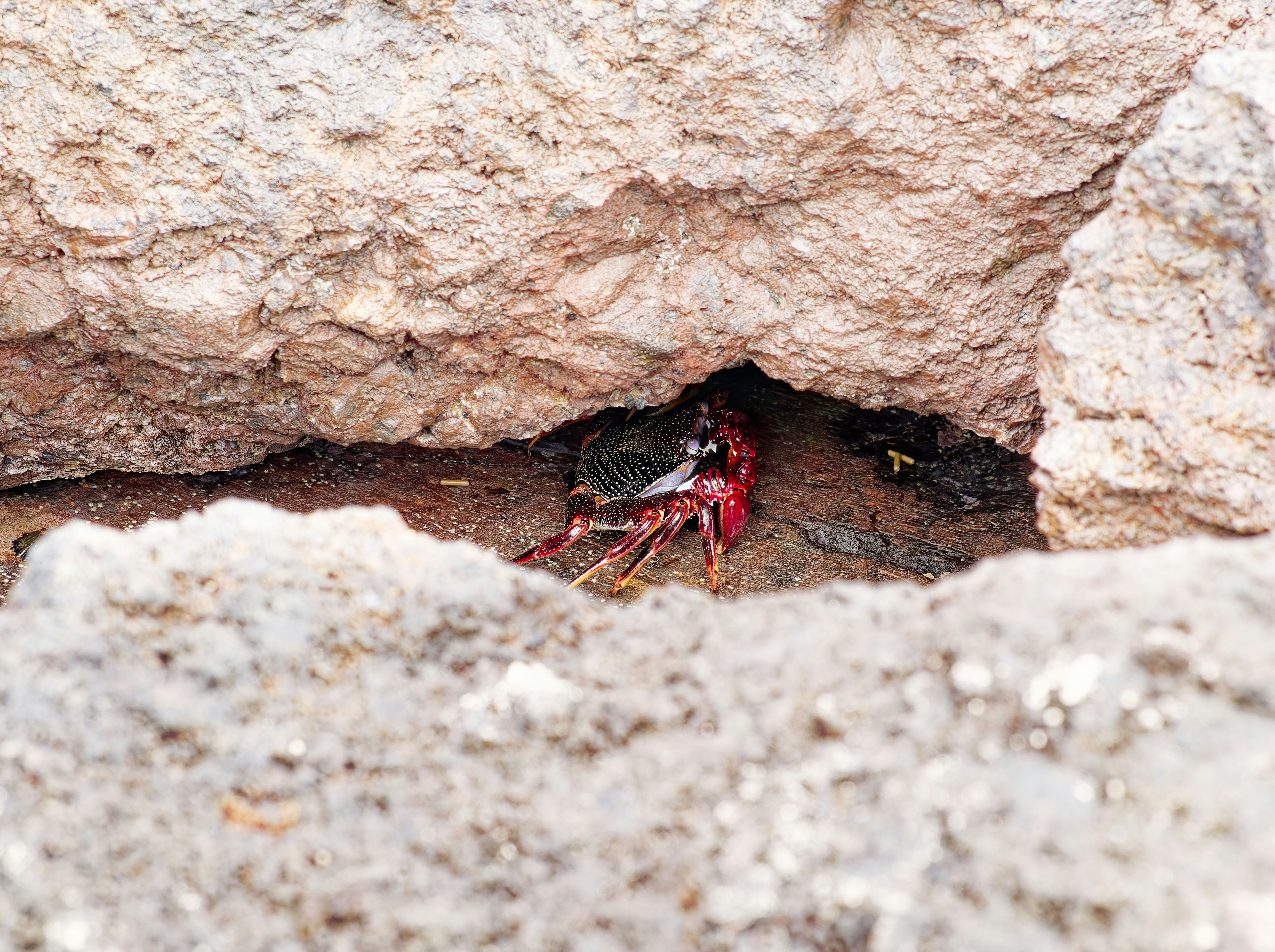 A red crab peeks out from a rocky crevice.