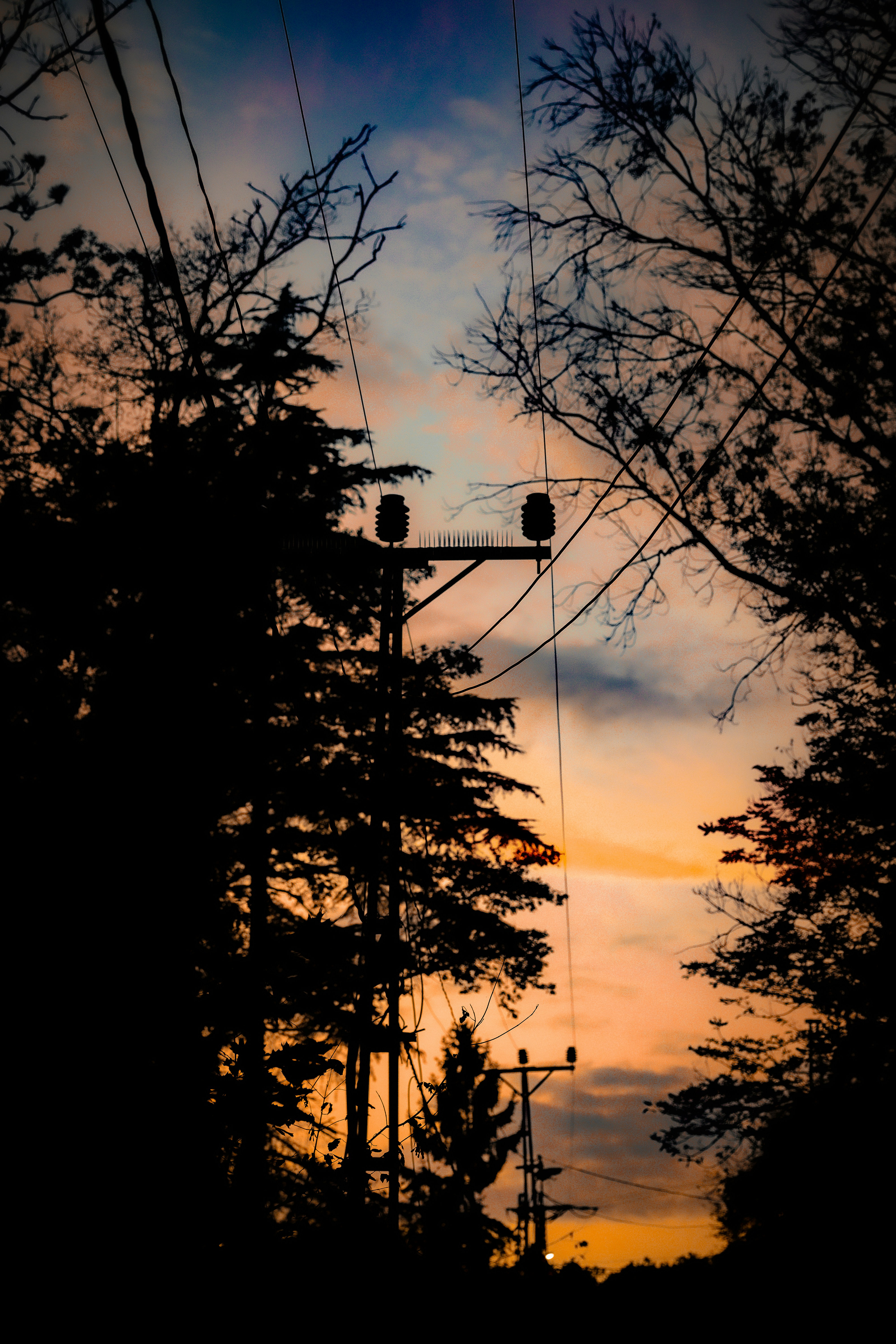 Autumn Forest Landscape with Trees and Foliage | Silhouetted trees and power lines against sunset sky