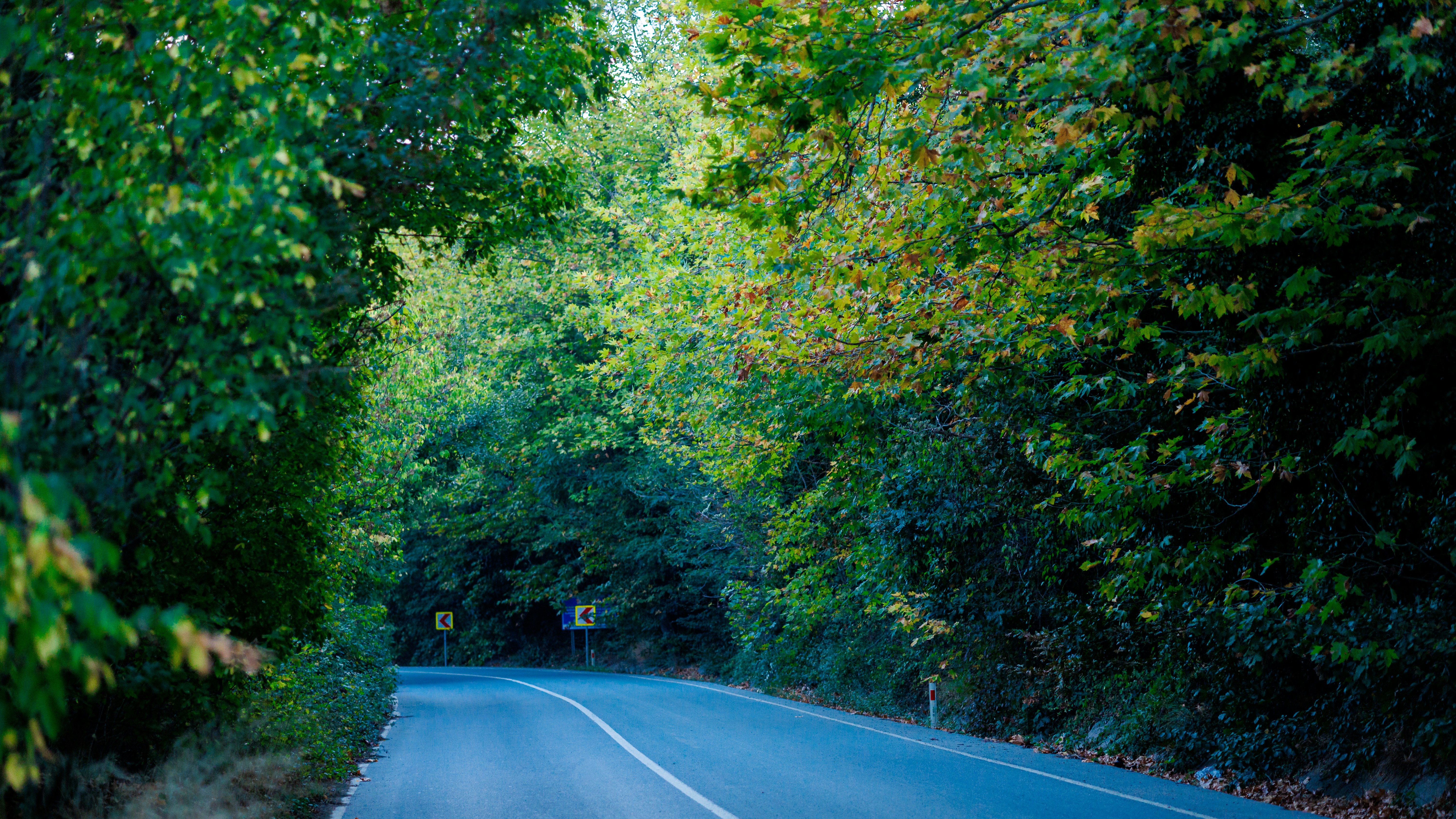 Winding road framed by lush green trees in late summer, inviting exploration. Yellow warning signs peek through the foliage.